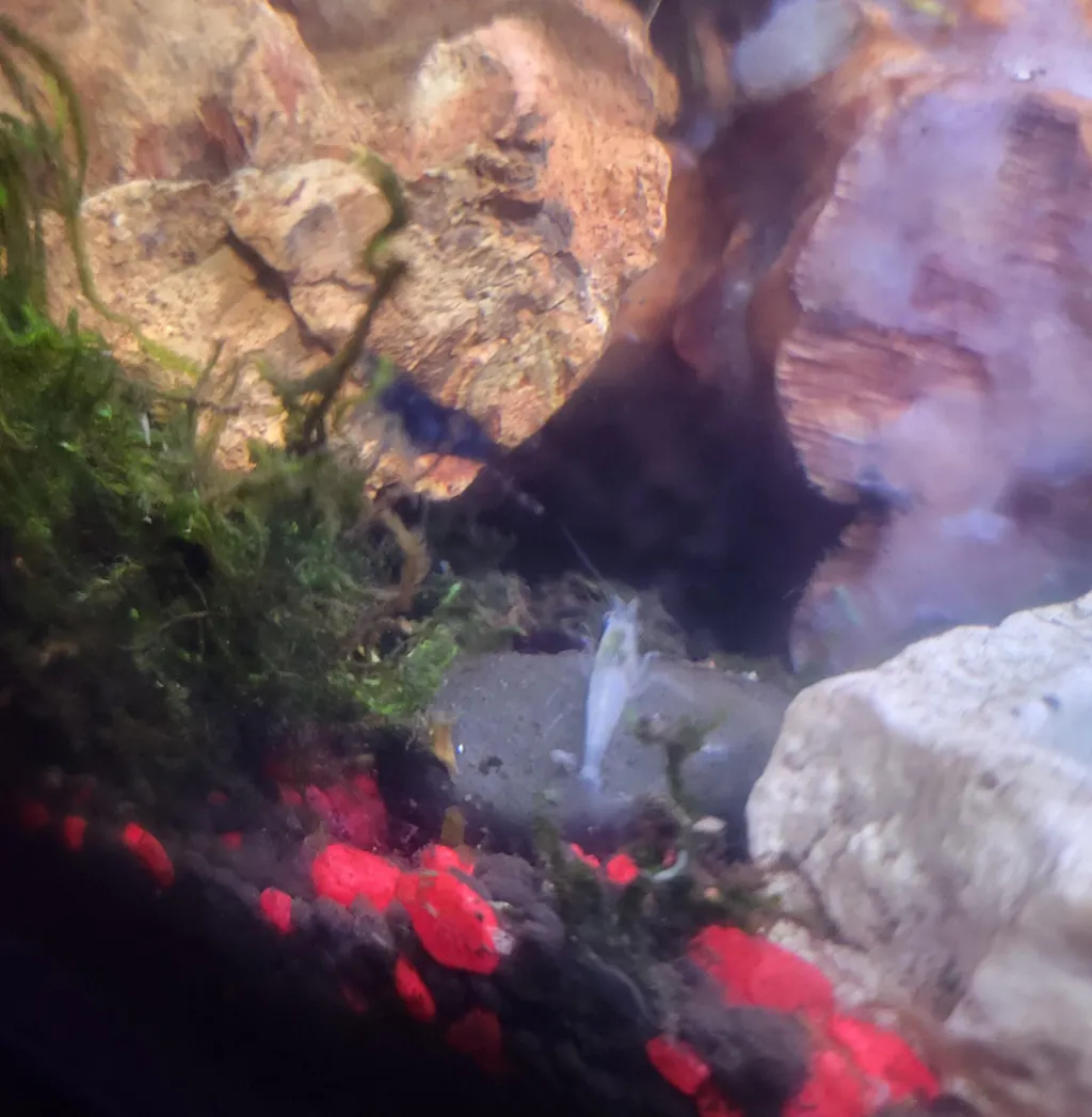 Skittle Shrimp | Assorted Neocaridina Shrimp for Sale - Flip Aquatics