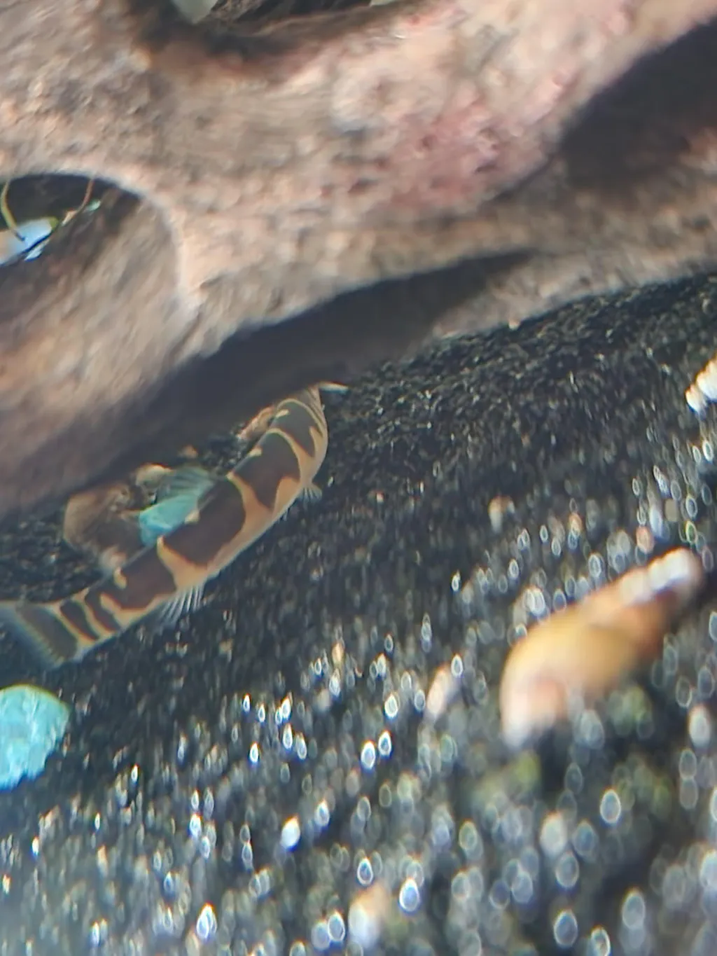 Kuhli Loach for Sale | Kuhli Loaches for Your Aquarium