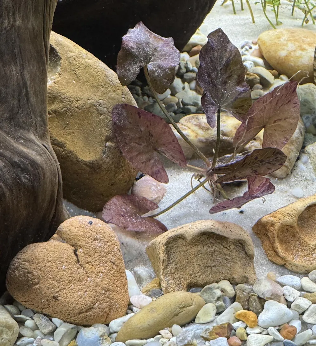 Shrimply GH & KH Bundle | Shrimple by Flip Aquatics