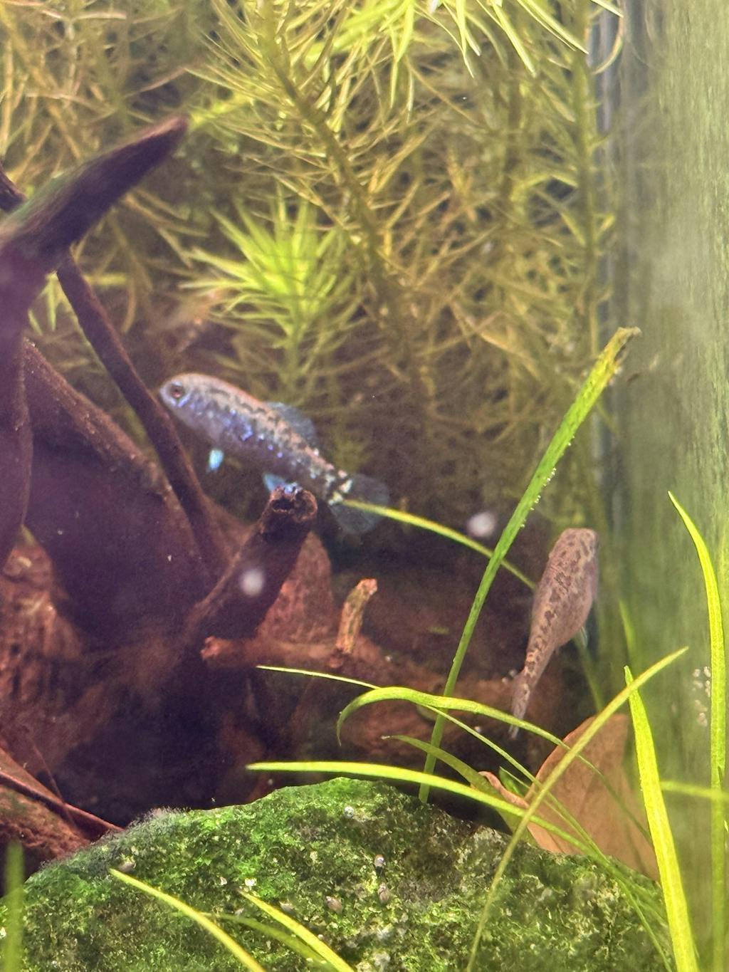 Vibrant Everglades Pygmy Sunfish: Nano Aquarium Delight