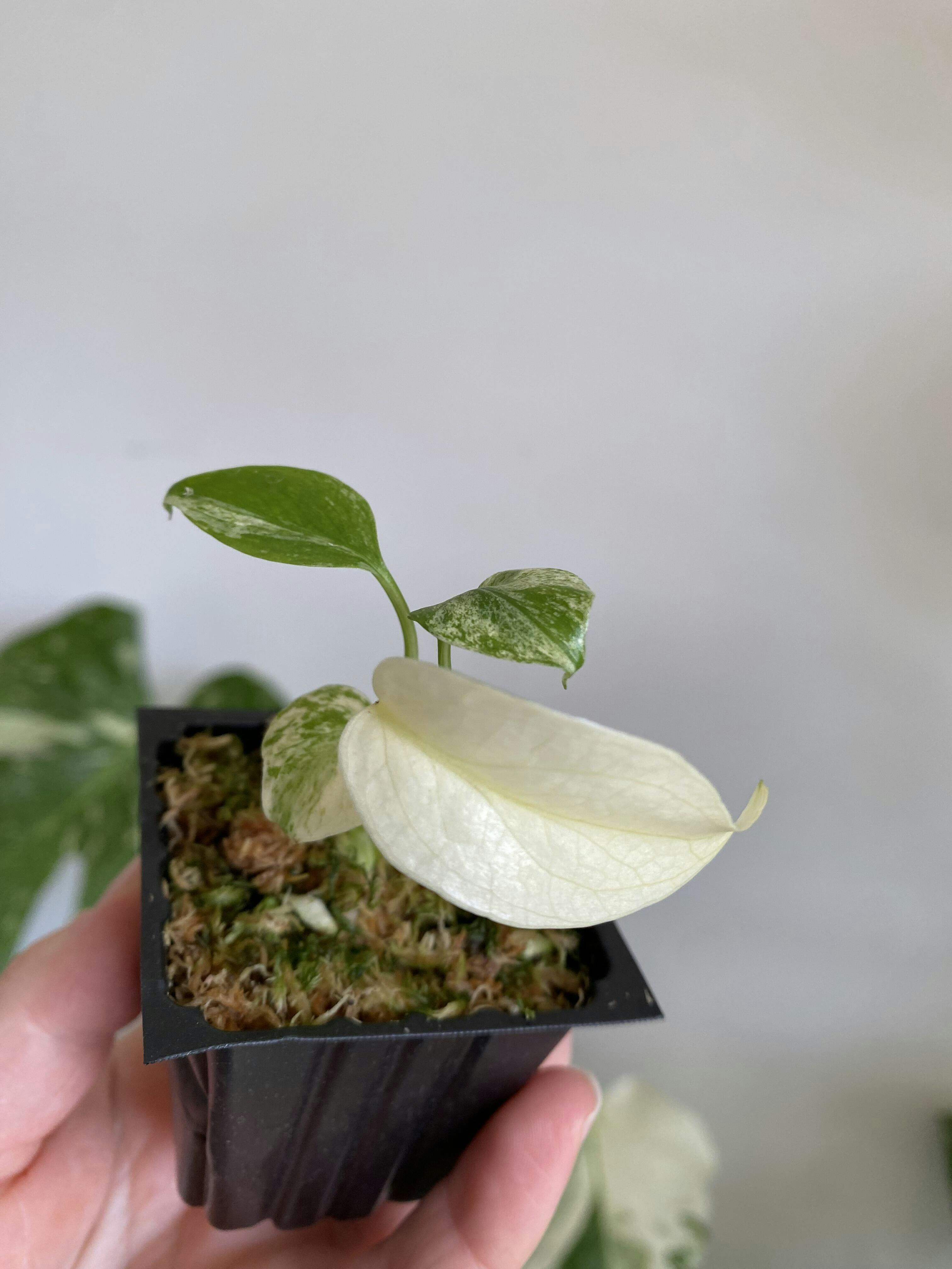 Monstera deliciosa Mint – Flora Magnifica Australia