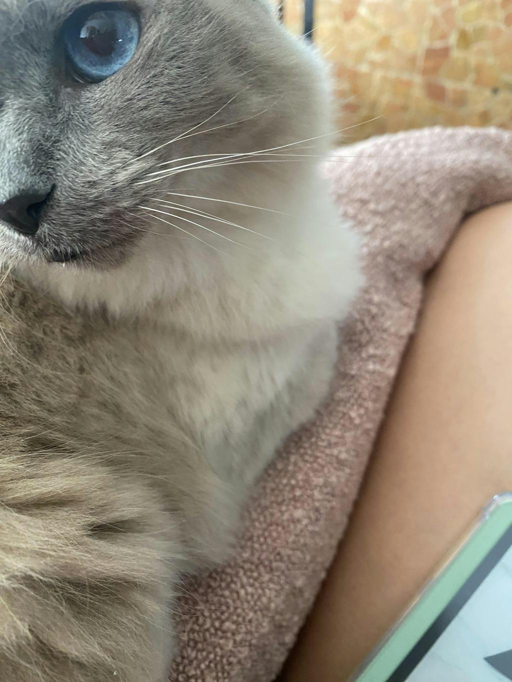 Fluff Daddy Recliner Arm Chair | Fawn