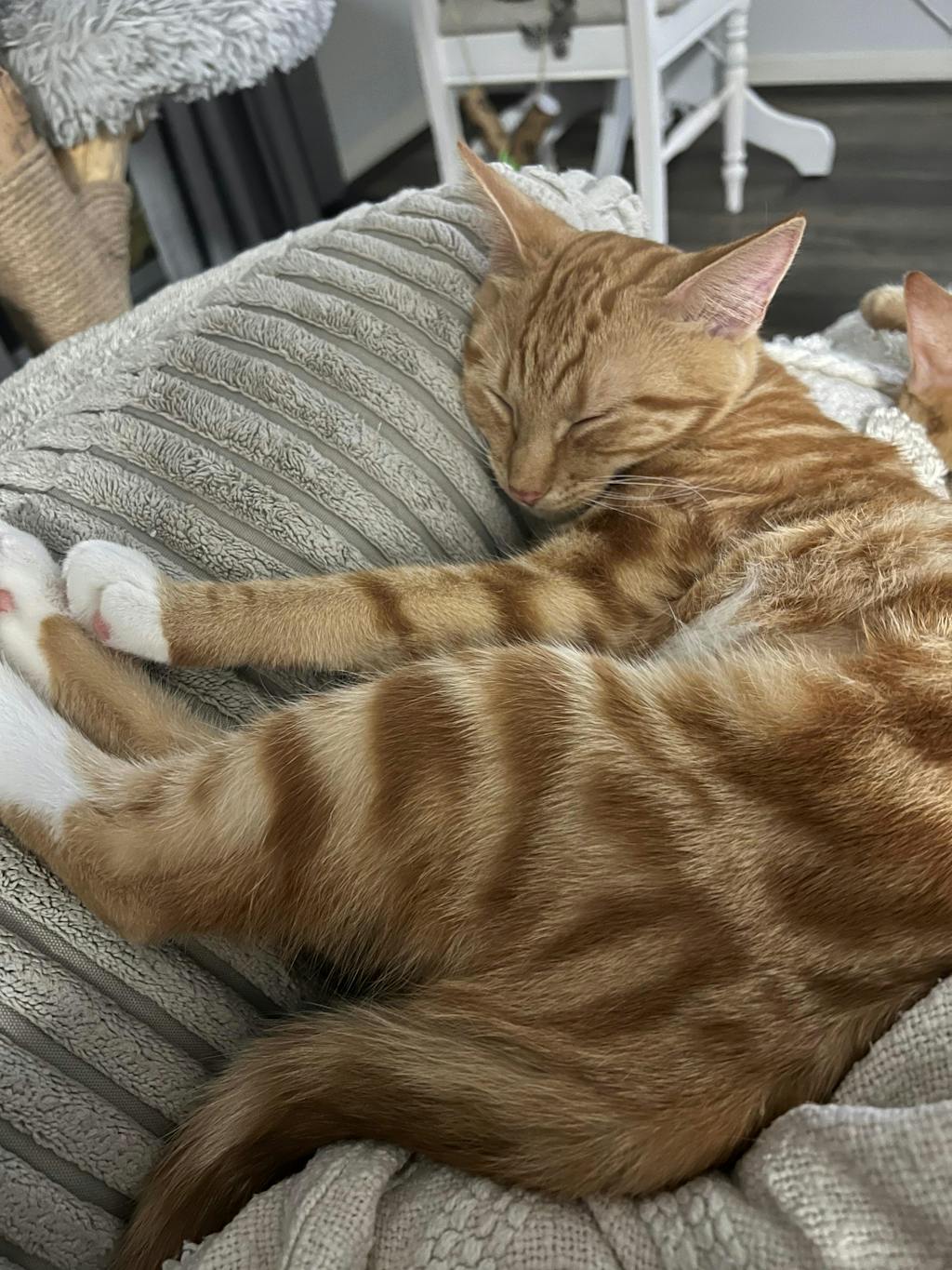 Fluff Daddy Recliner Arm Chair | Fawn