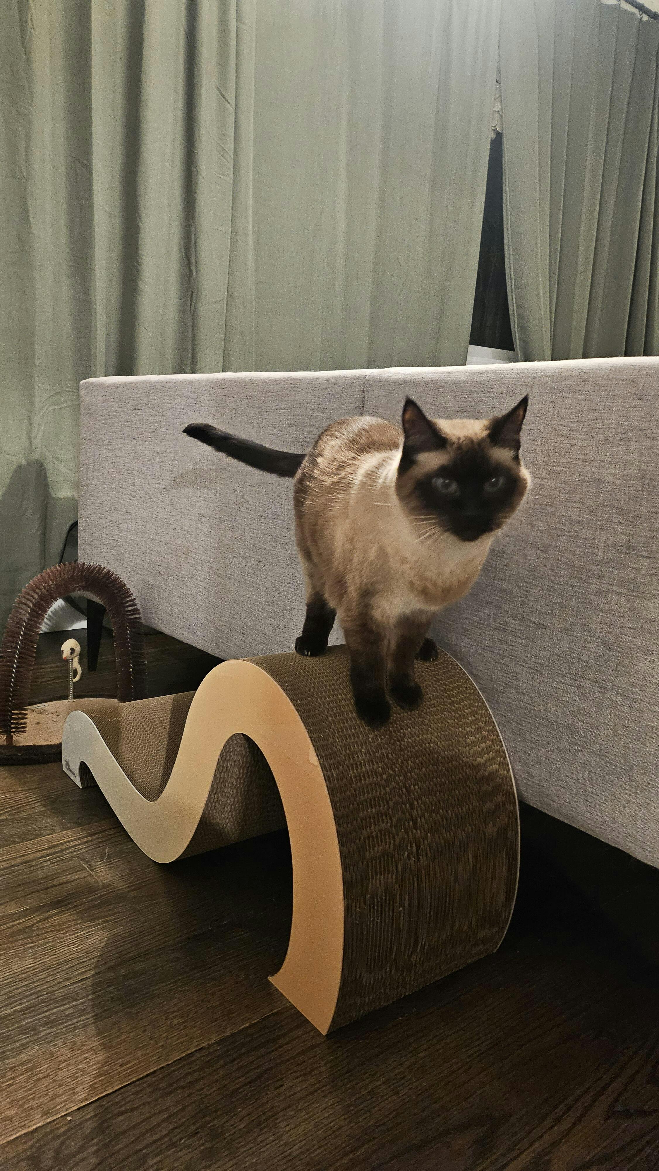 Mint! Mint!™- Modern Cat Scratcher & Stretching Board - Fluffy Kingdom