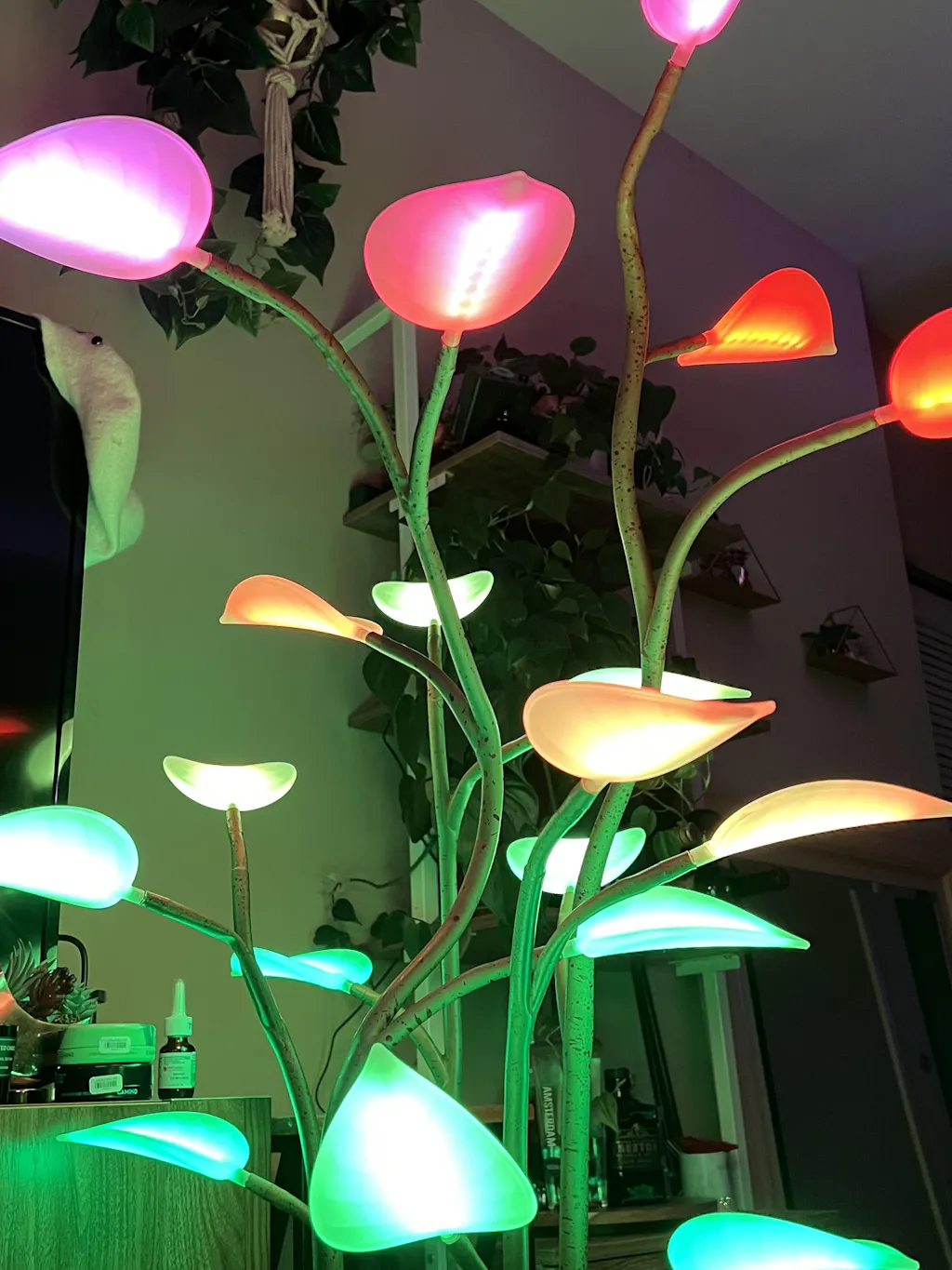 Floor Plant | Fluora