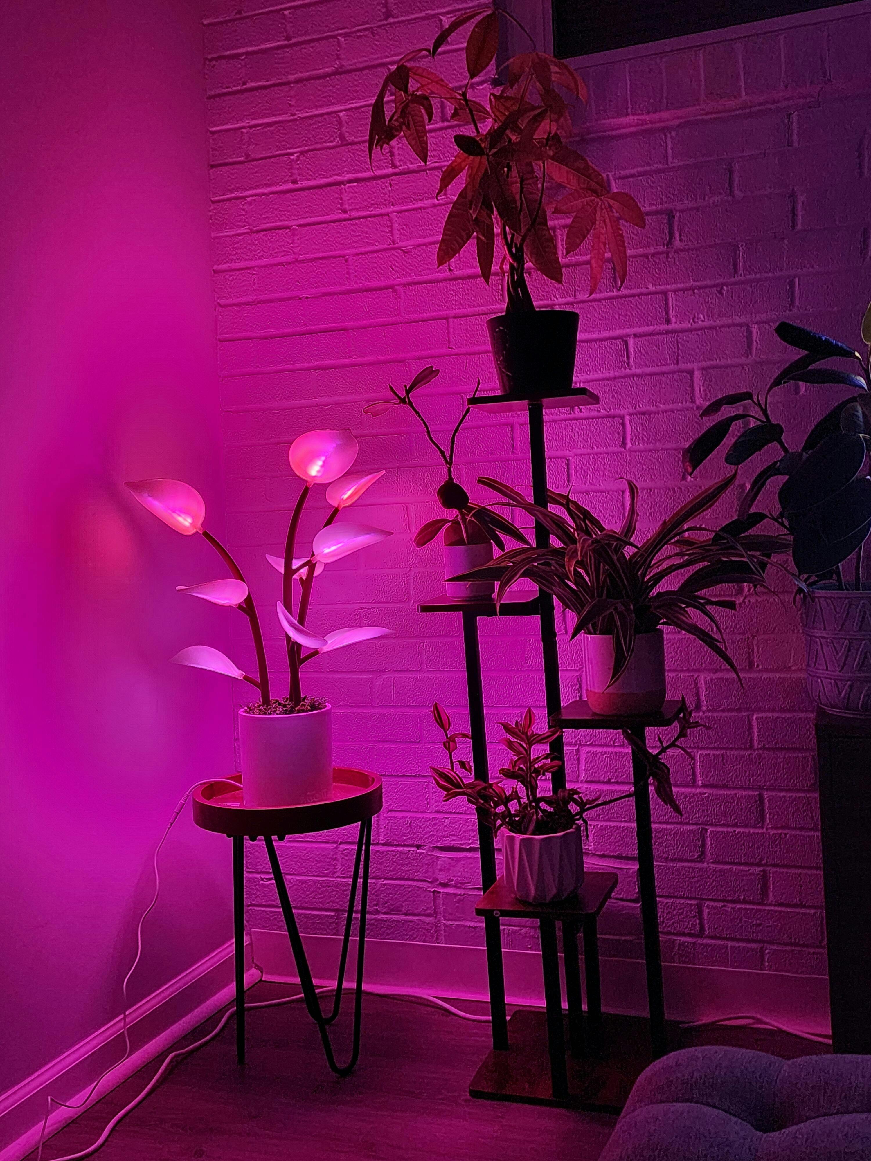 Fluora Mini | Fluora