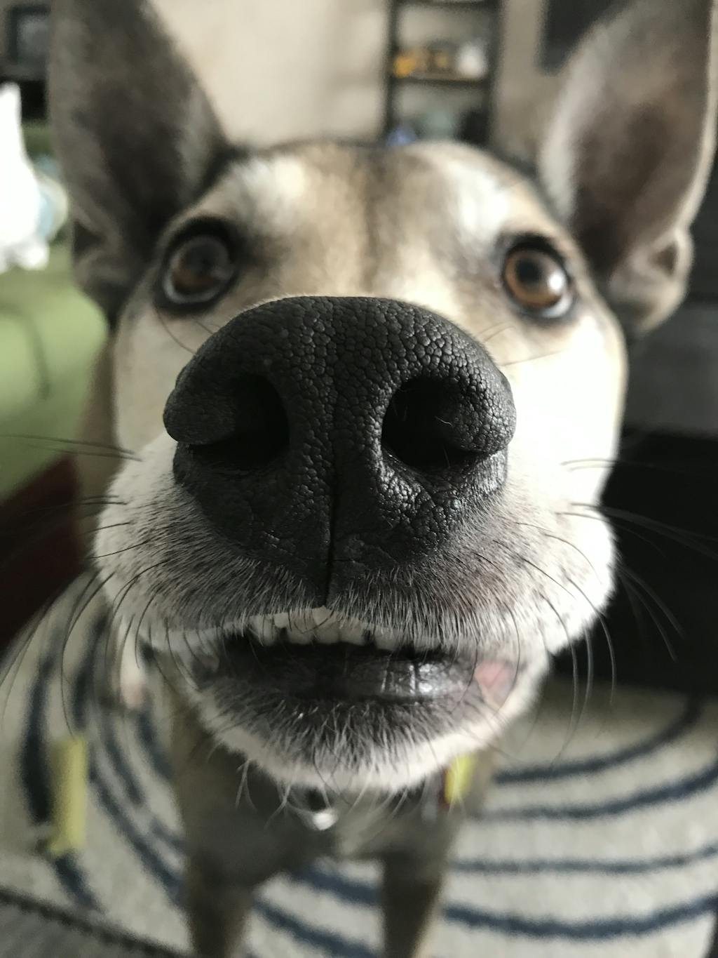 Custom Pet Nose Print Memorial Art | How to Get Dog Nose Print Easy Way ...