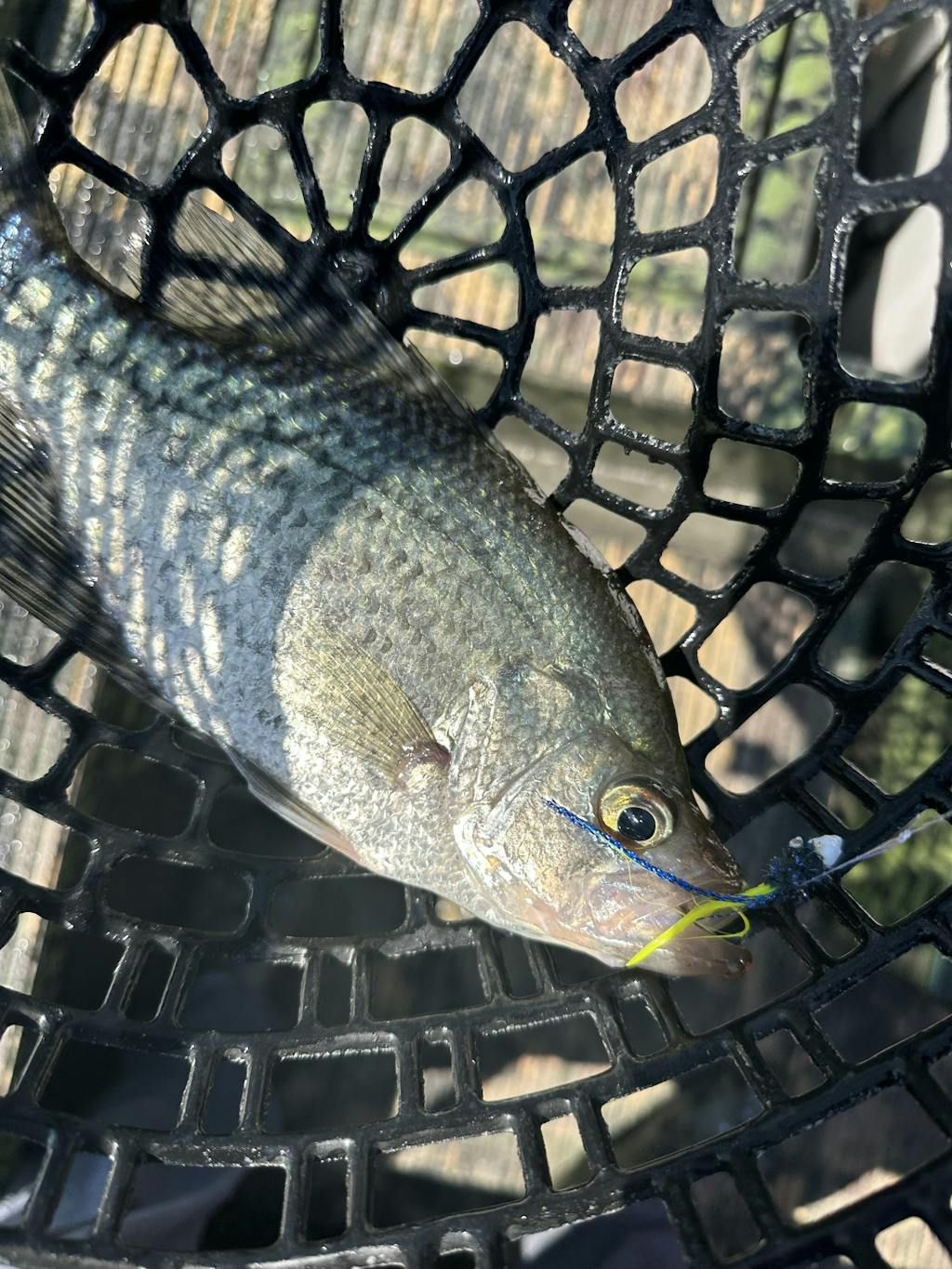 Hologram Dome Eyes – Fly Fish Food