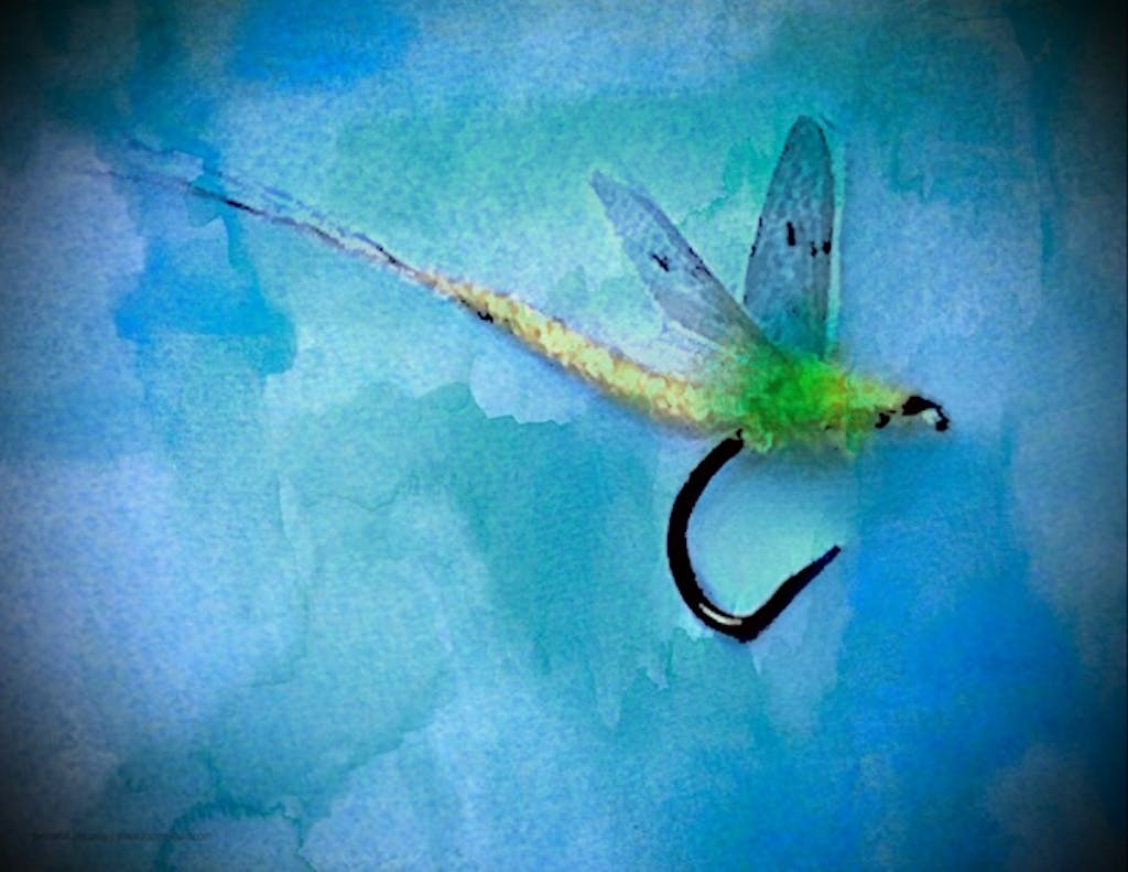 Hemingway Realistic Mayfly Wings – Fly Fish Food