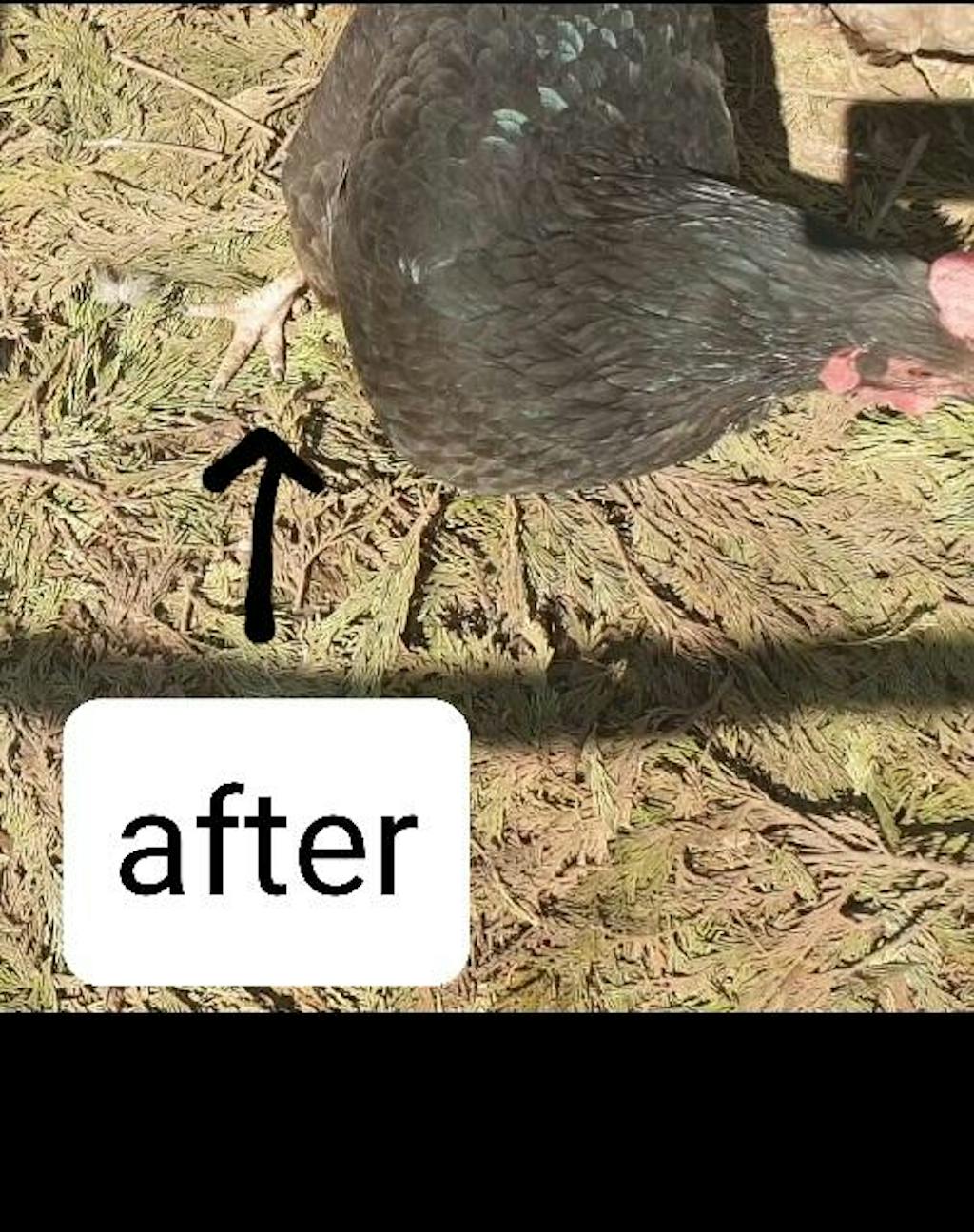 Battles Poultry Scaly Leg Spray | Scaly Leg Ointment for Chickens