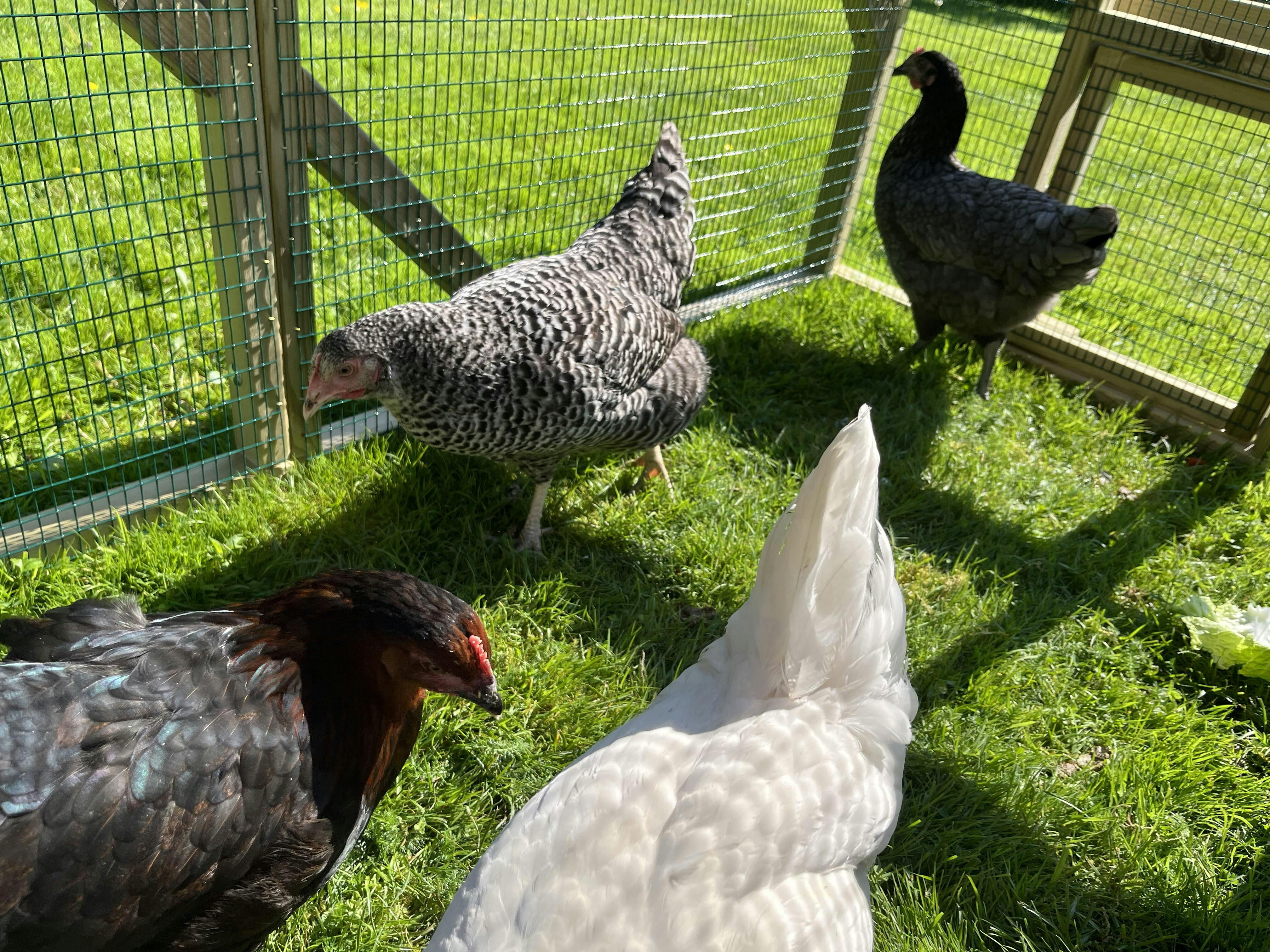 The Dorset Ranger Six Chicken Coop | Mobile Chicken Coops