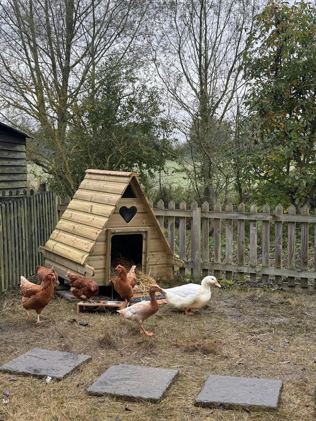 Hobby Duck House - Small Duck Houses made in UK by Flyte so Fancy