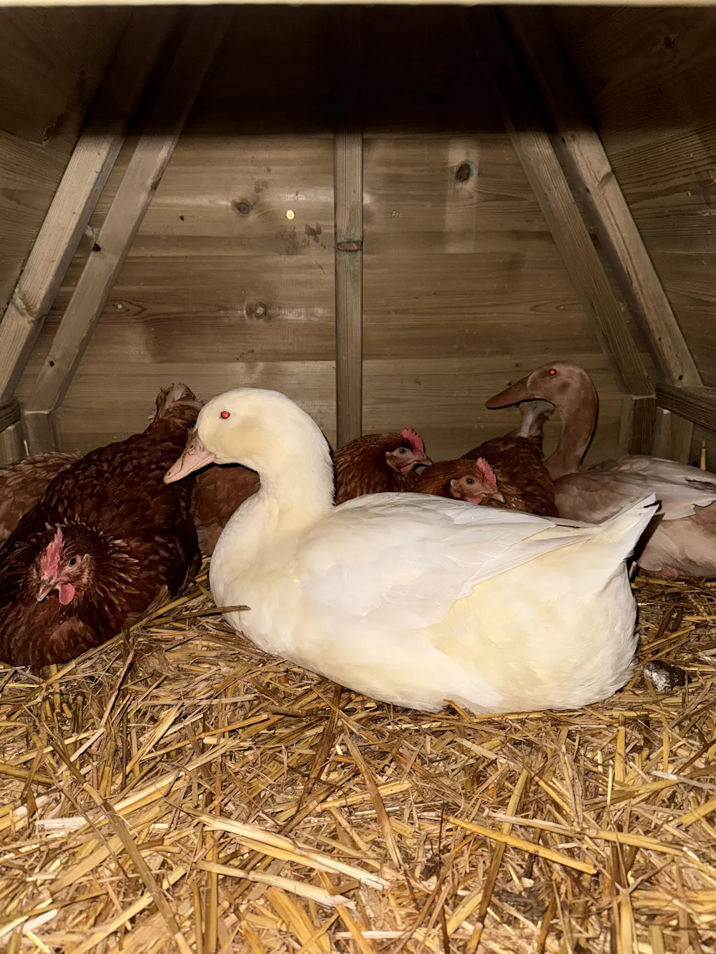 Hobby Duck House - Small Duck Houses made in UK by Flyte so Fancy