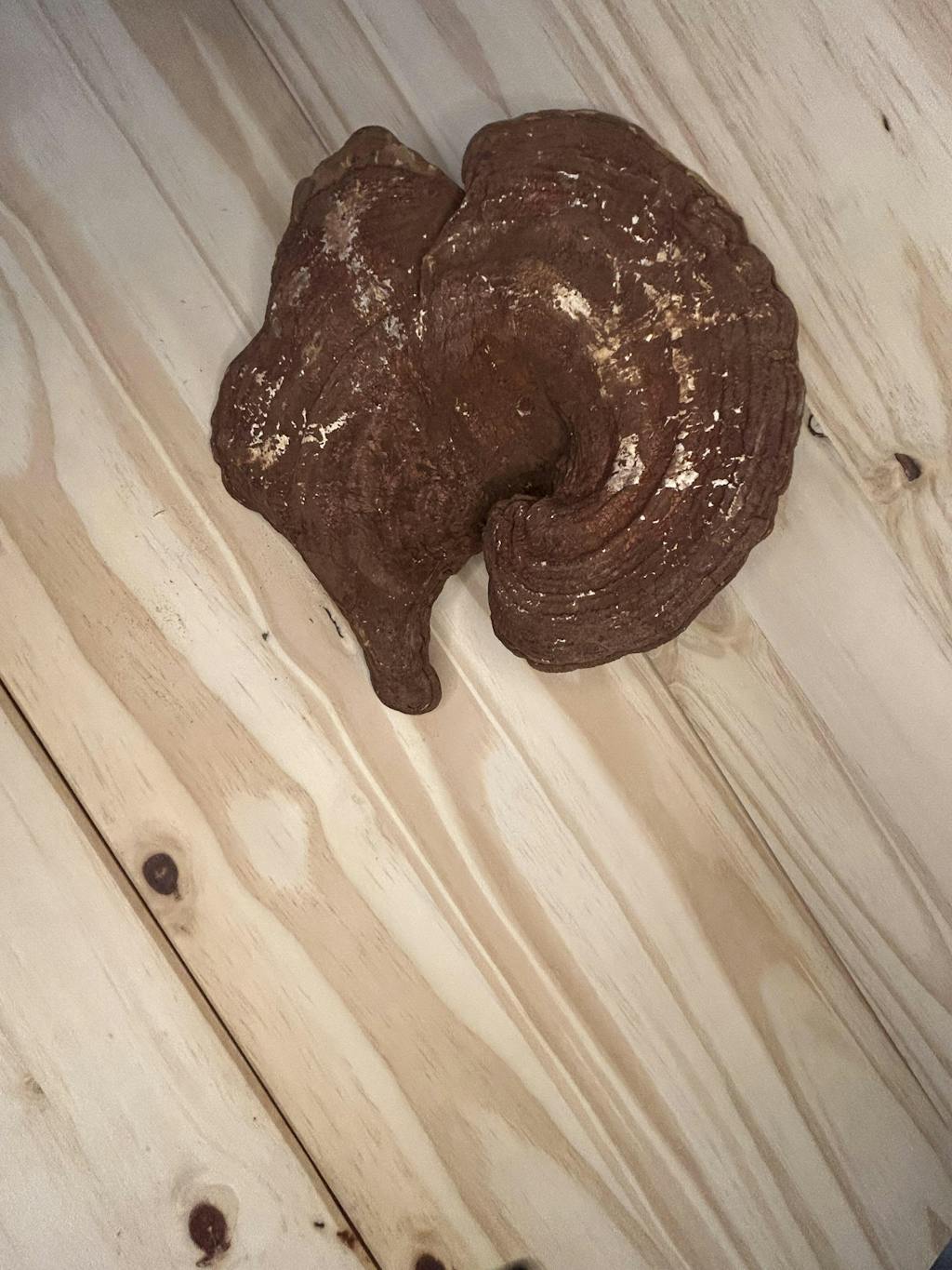 Dried Organic USA Lion's Mane (Pom Pom) Mushrooms – Forest Mushrooms