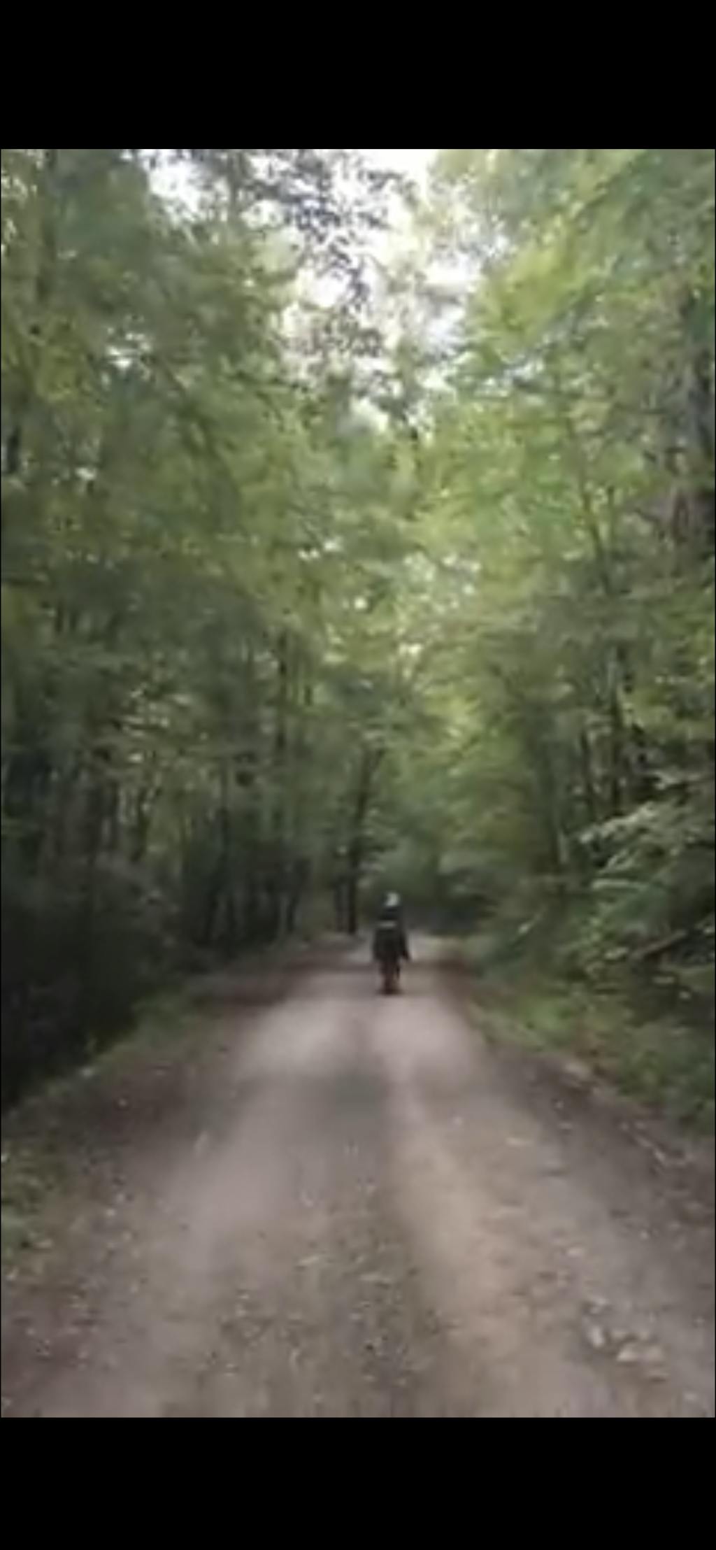 ↟ Great Smoky Mountains National Park | Essential Oil Forest Scent ↟ ...