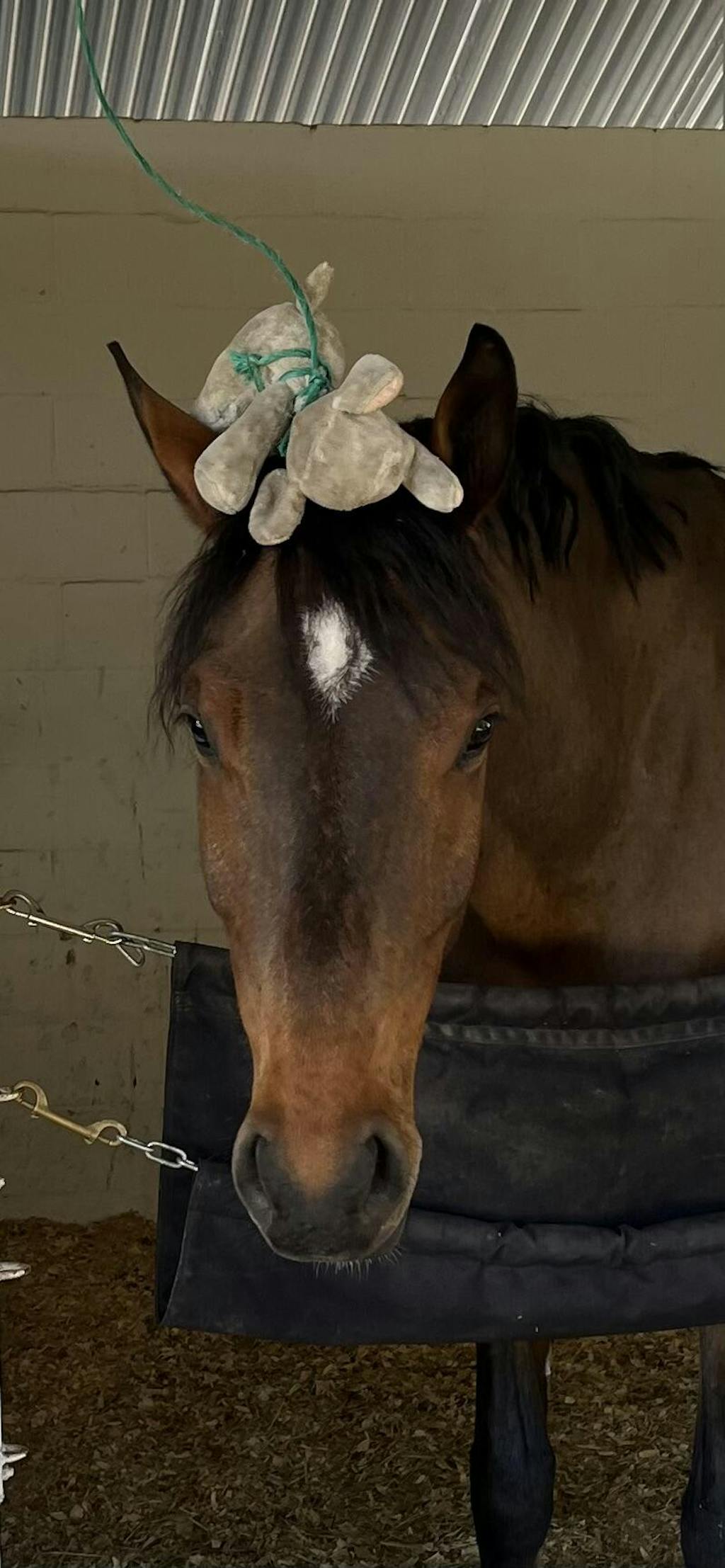 Calming Pellets – Formula 707®