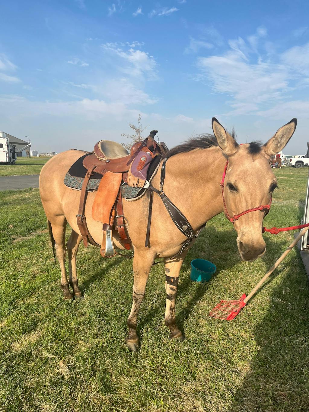 MetaStable™ Pellets – Formula 707®