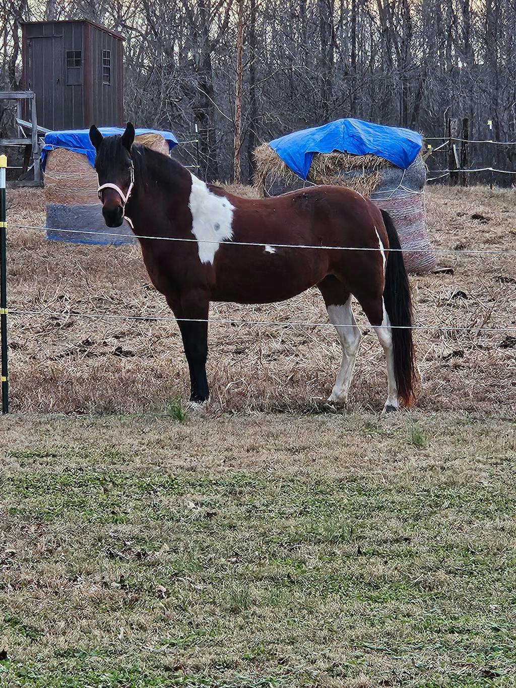 MetaStable® Pellets – Formula 707®