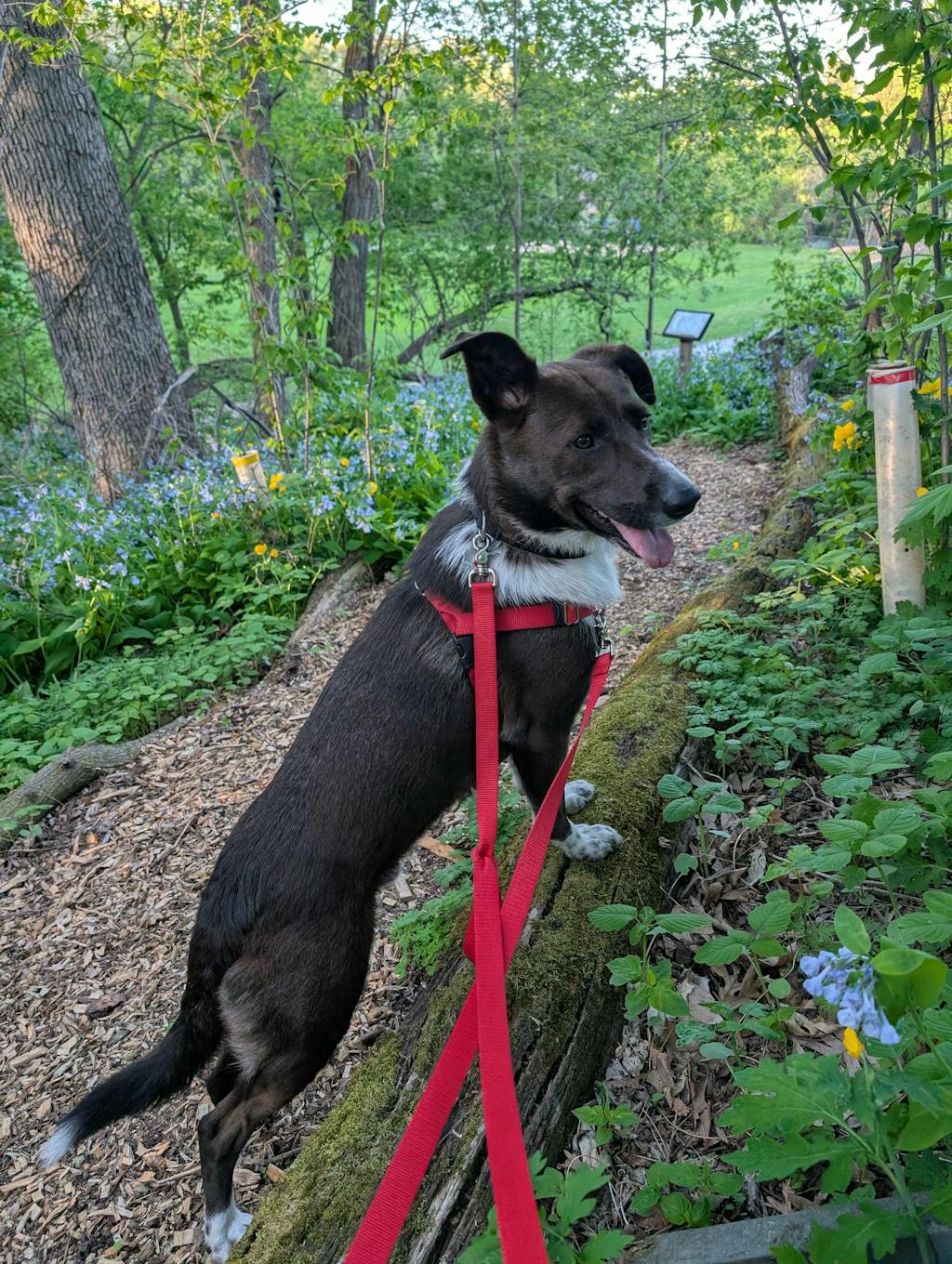 Dual Attach Leash With Sliding Handle | 3 widths, 20 colors