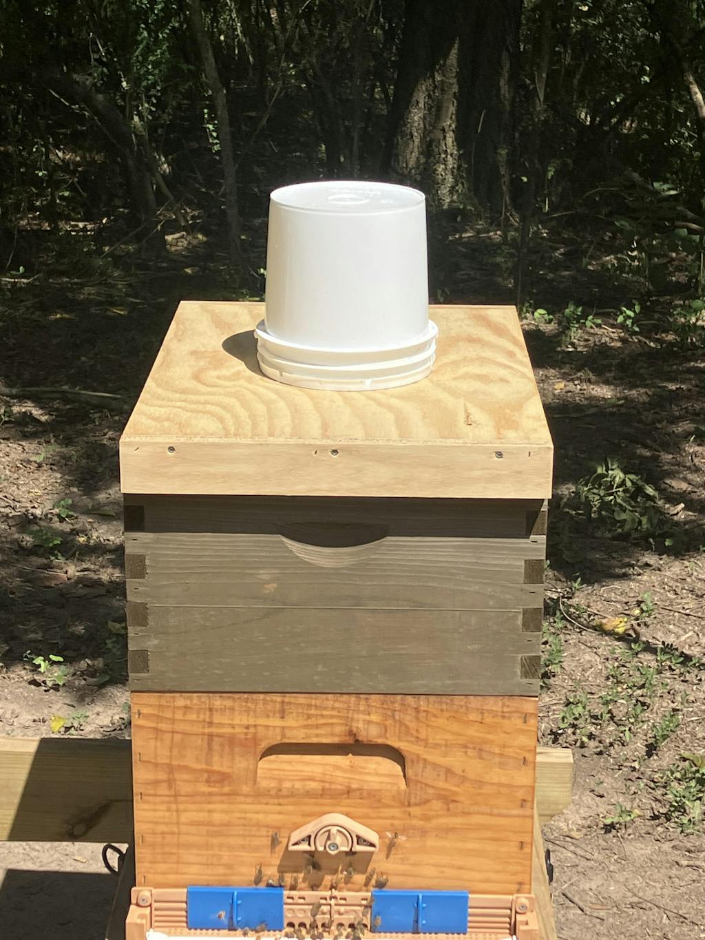 Bucket Feeder With Feeding Plugs – Foxhound Bee Company