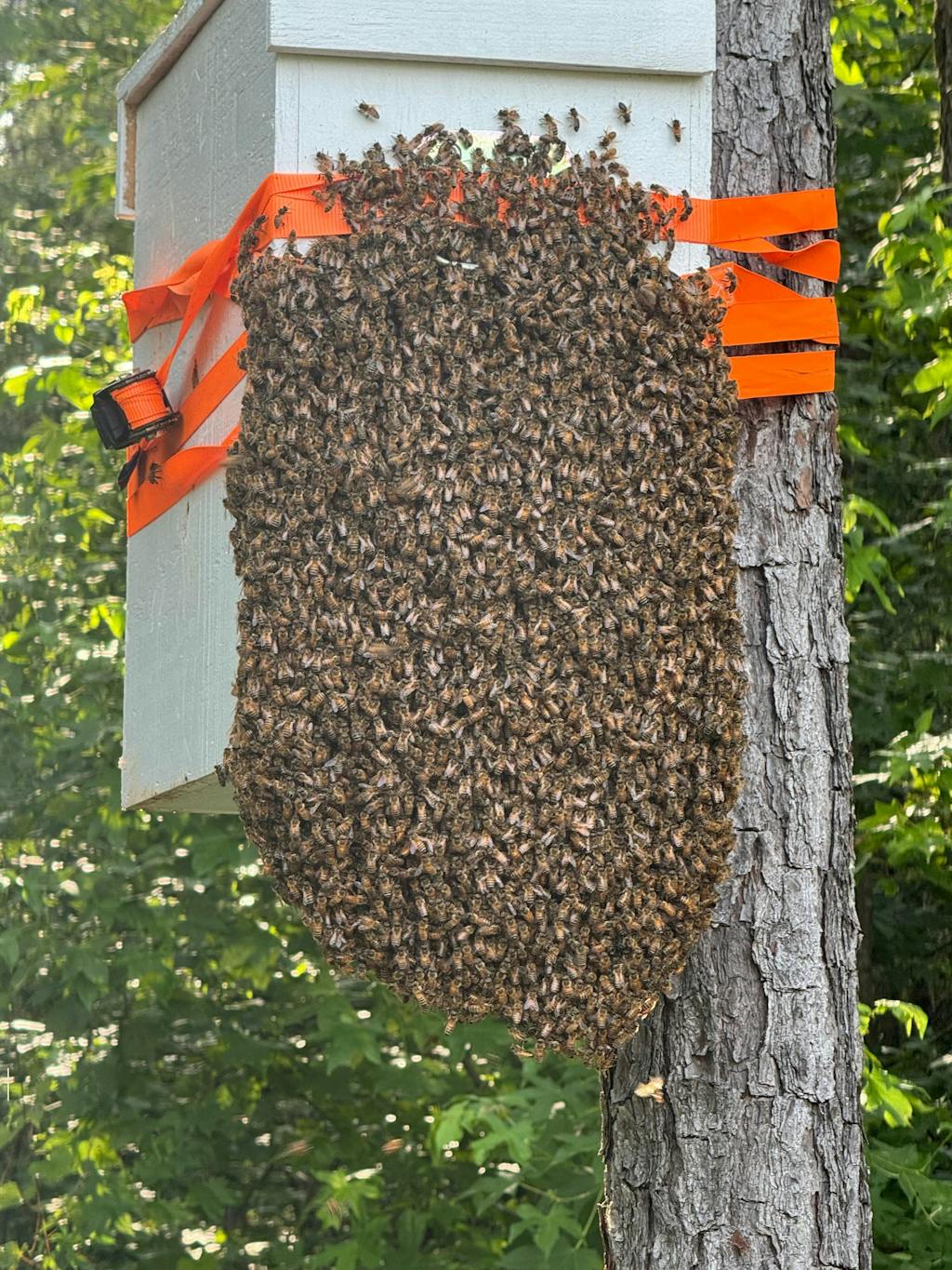 Swarm Box Trap – Foxhound Bee Company