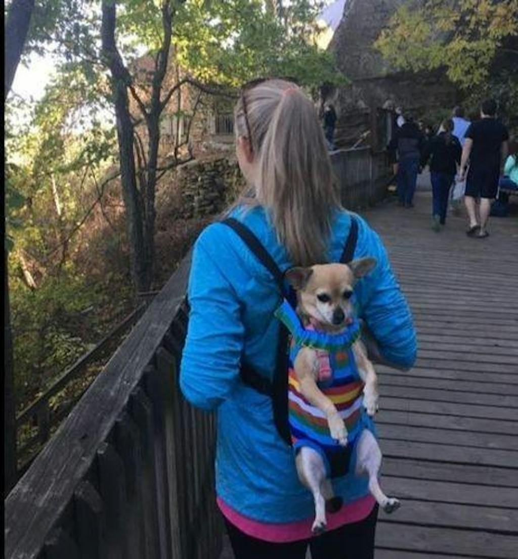 Frenchie Carrier Backpack ™ (CS09) – frenchie Shop