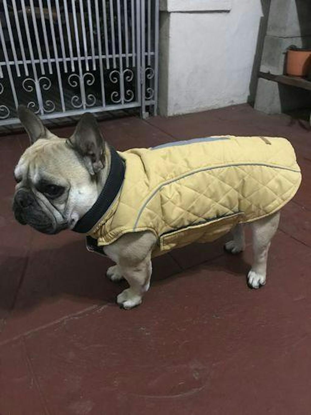 Cooper jacket - Frenchie Waterproof jacket (CS19) – frenchie Shop