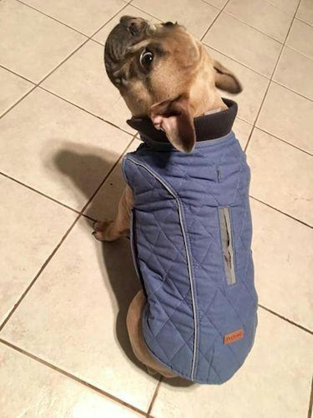 Cooper jacket - Frenchie Waterproof jacket (CS19) – frenchie Shop