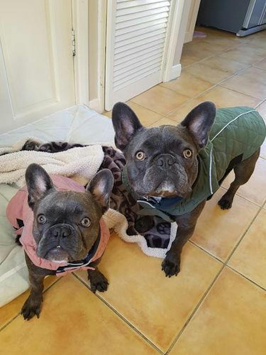 Cooper jacket - Frenchie Waterproof jacket (CS19) – frenchie Shop