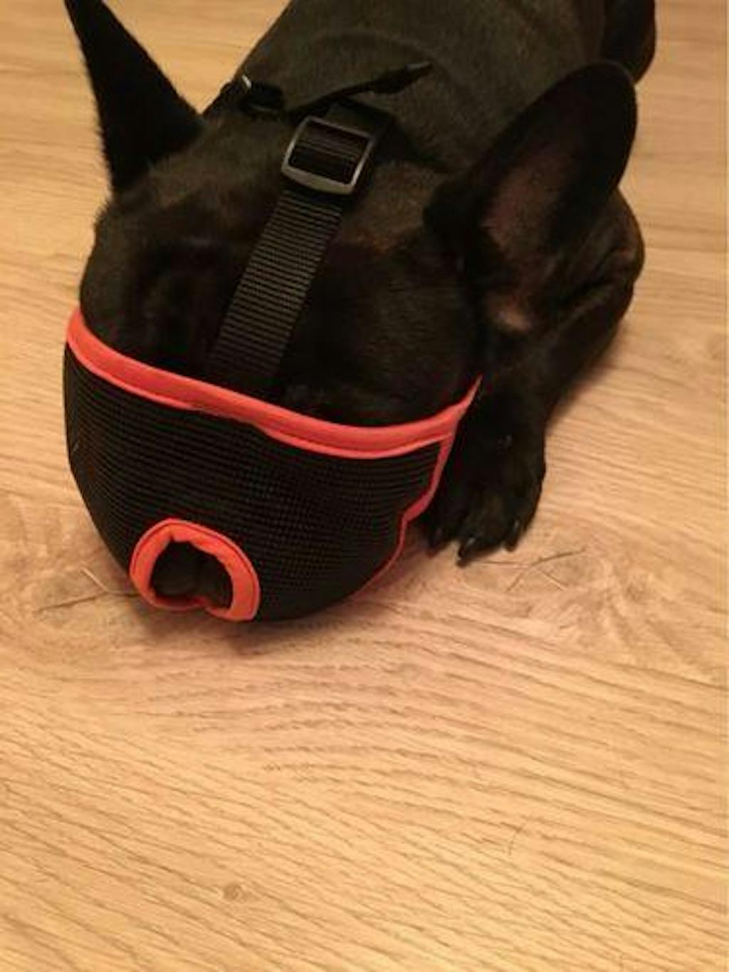 Breathable French Bulldog Muzzle (WS84) – frenchie Shop