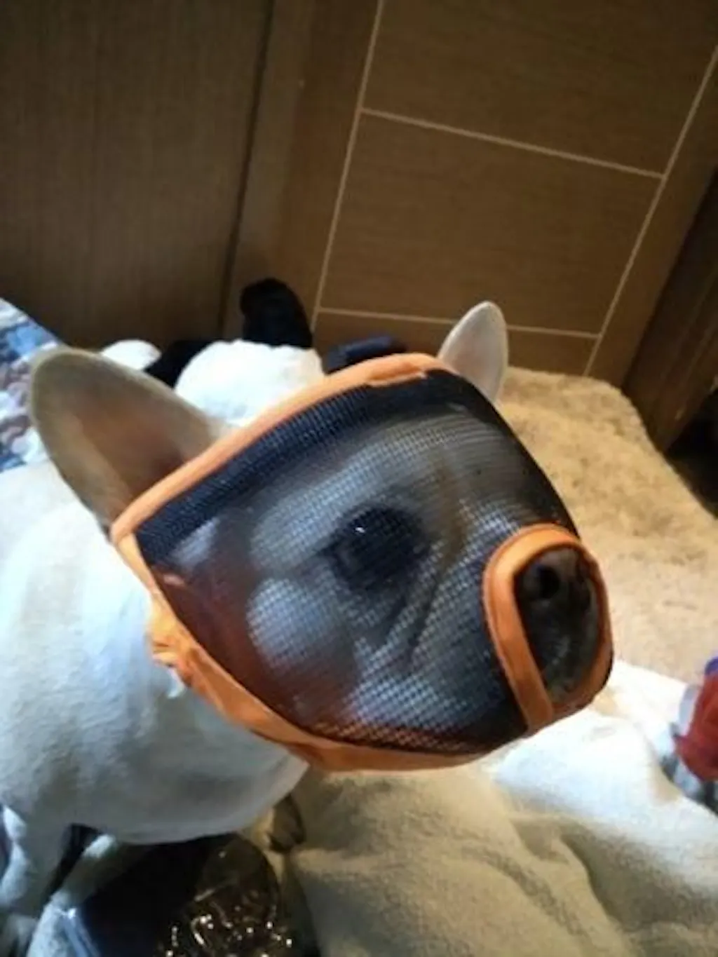 Breathable French Bulldog Muzzle (WS84) – frenchie Shop