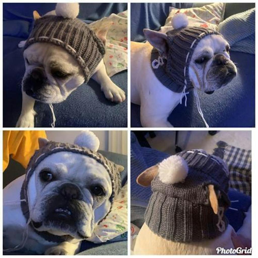 Winter Woolen Hat for French Bulldog – frenchie Shop