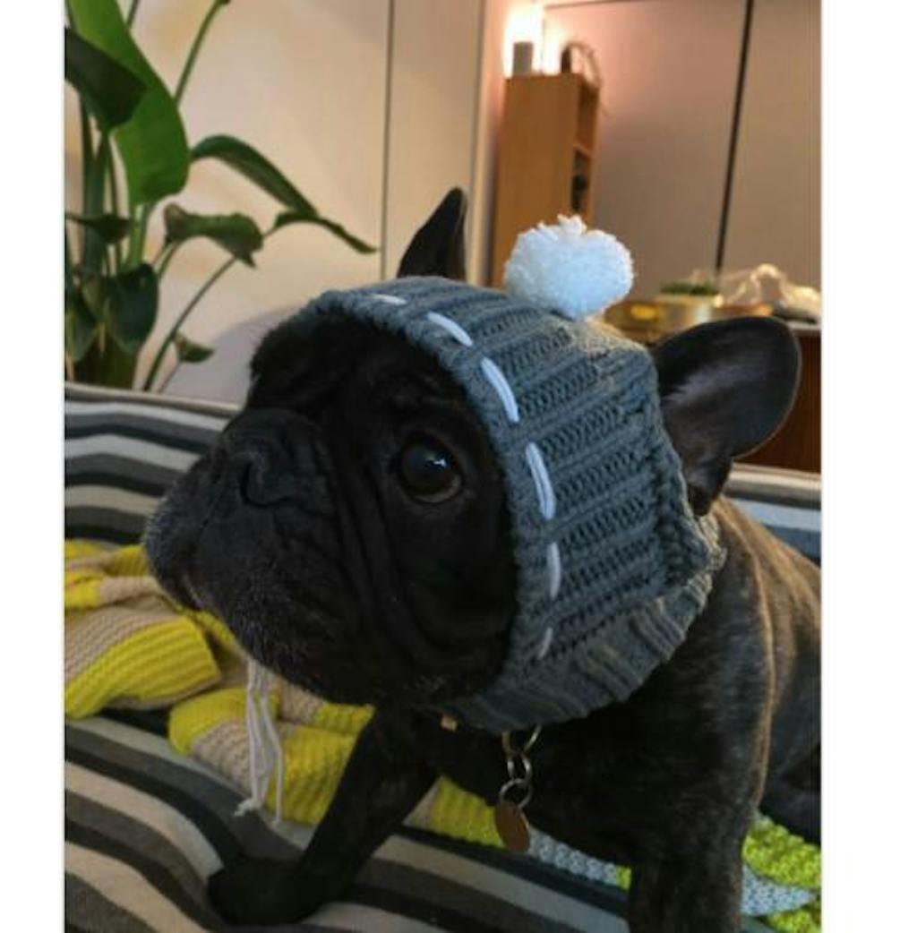 Winter Woolen Hat for French Bulldog – frenchie Shop