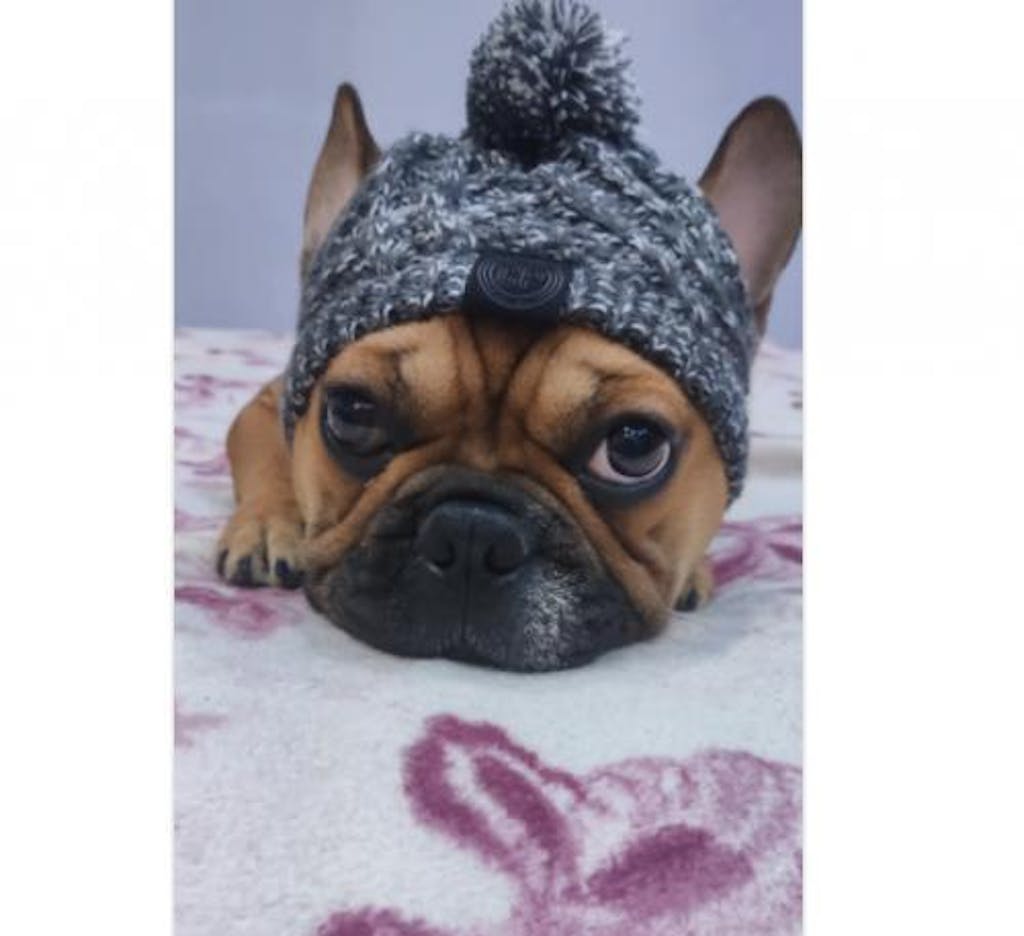Windproof Woolen Winter Cap for French Bulldog (WS312) – frenchie Shop