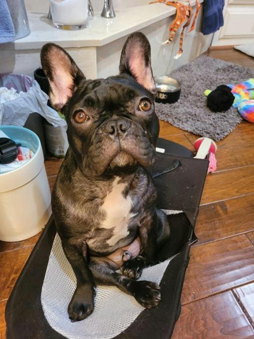 Portable Rocking Chair for French Bulldog – frenchie Shop