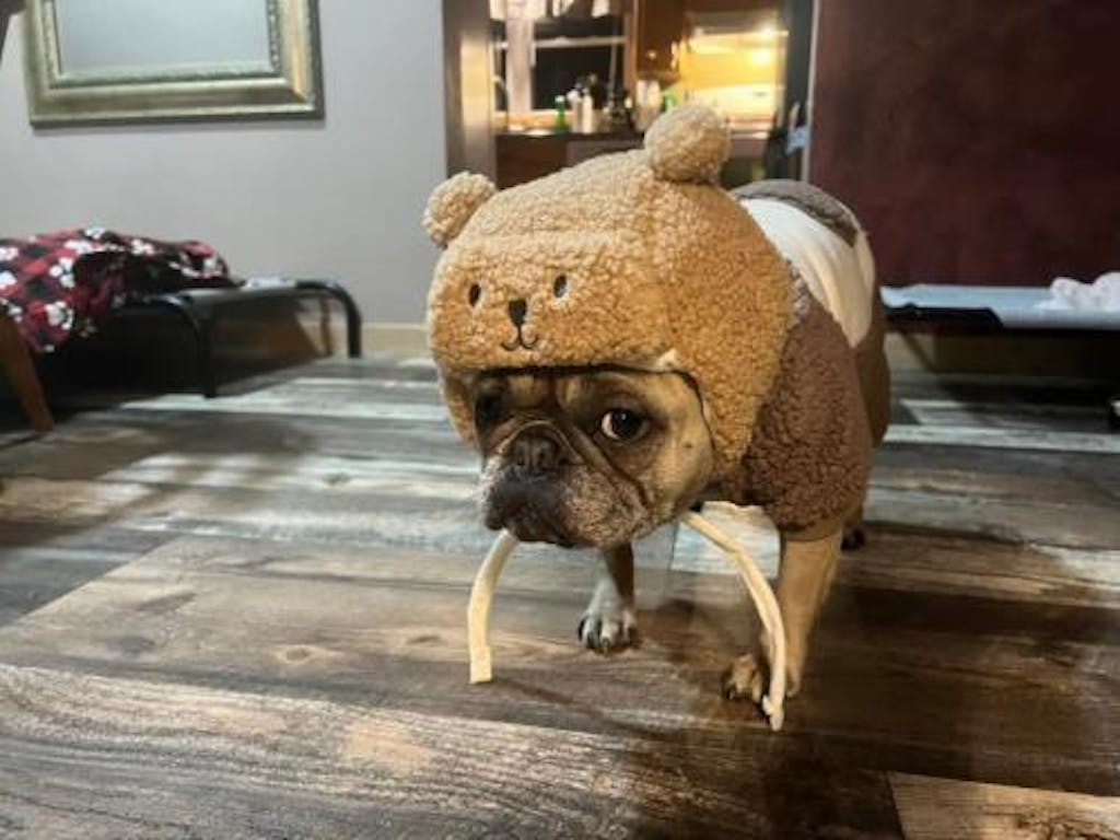 Wool Wonders Frenchie Adorable Winter Hat with Earflaps & Cozy Wool ...