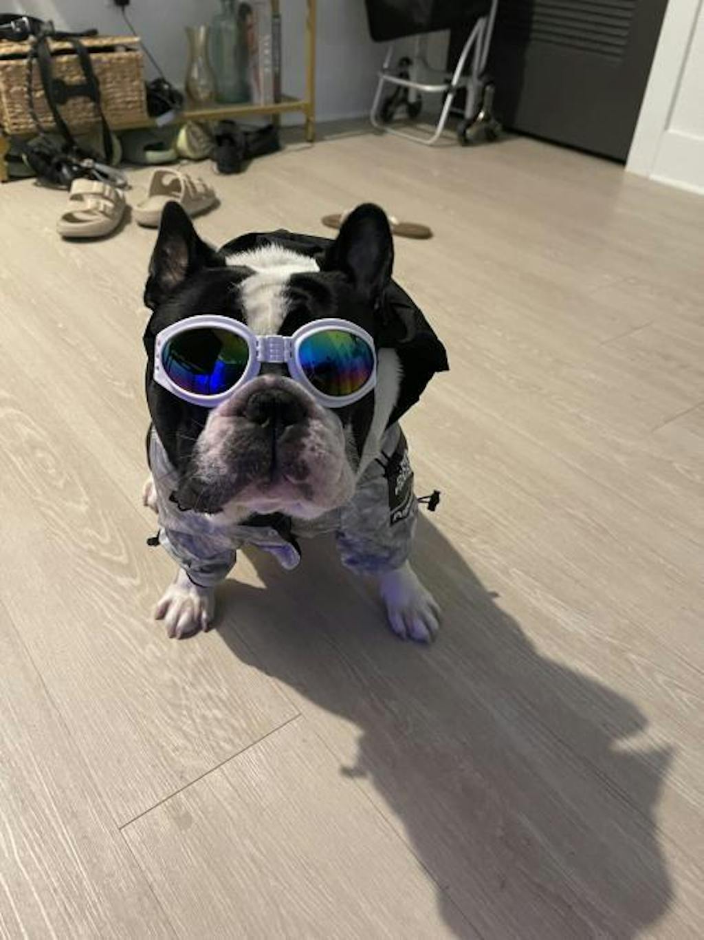 waterproof Goggles for Frenchies (WS04) – frenchie Shop