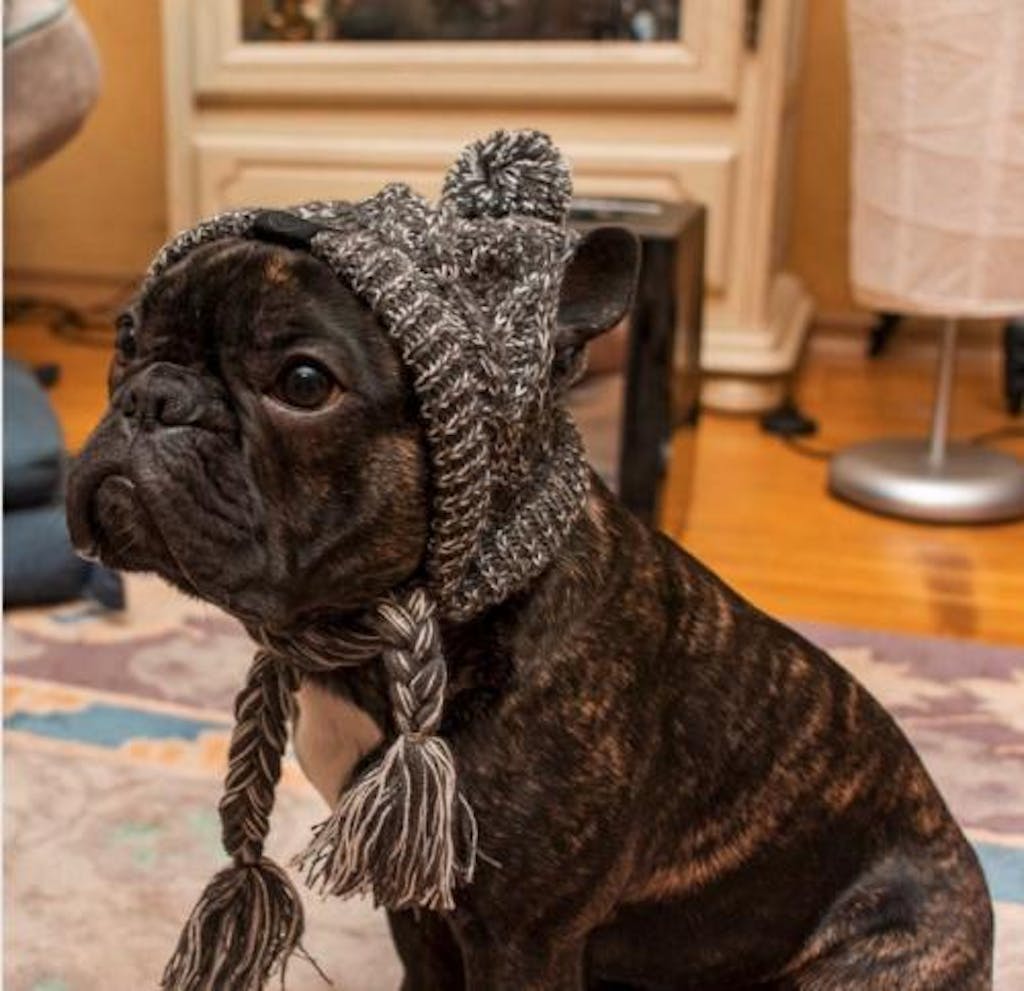 Windproof Woolen Winter Cap for French Bulldog (WS312) – frenchie Shop