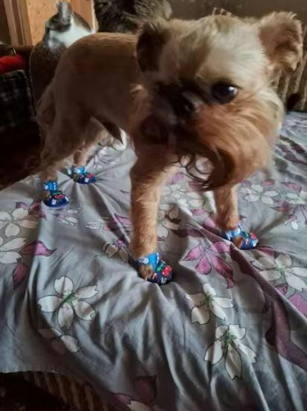 Frenchie Paws Protection Sandals – frenchie Shop