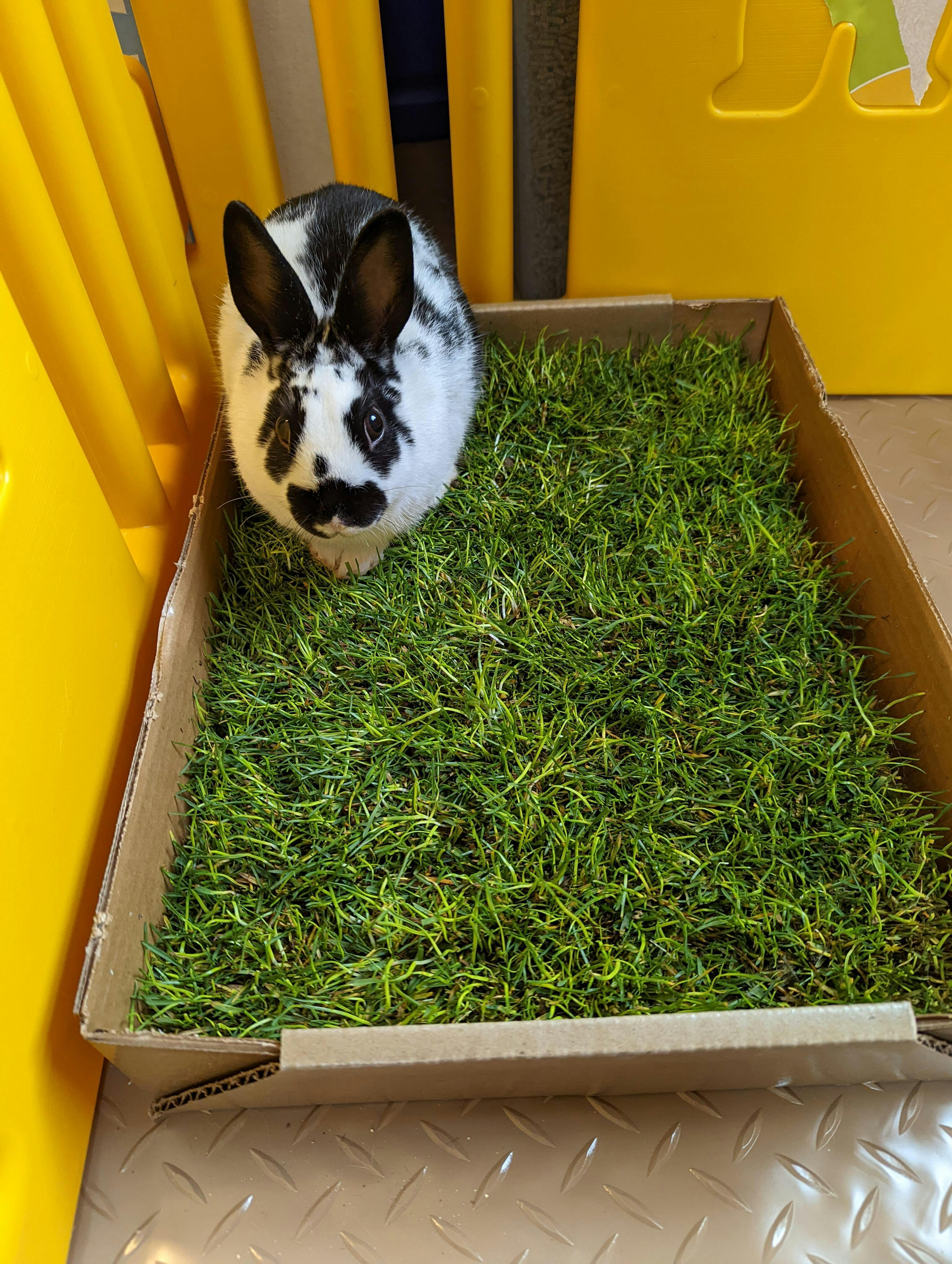 The Fresh Patch Rabbit Patch - Farm Fresh Grass Pad (Mini)