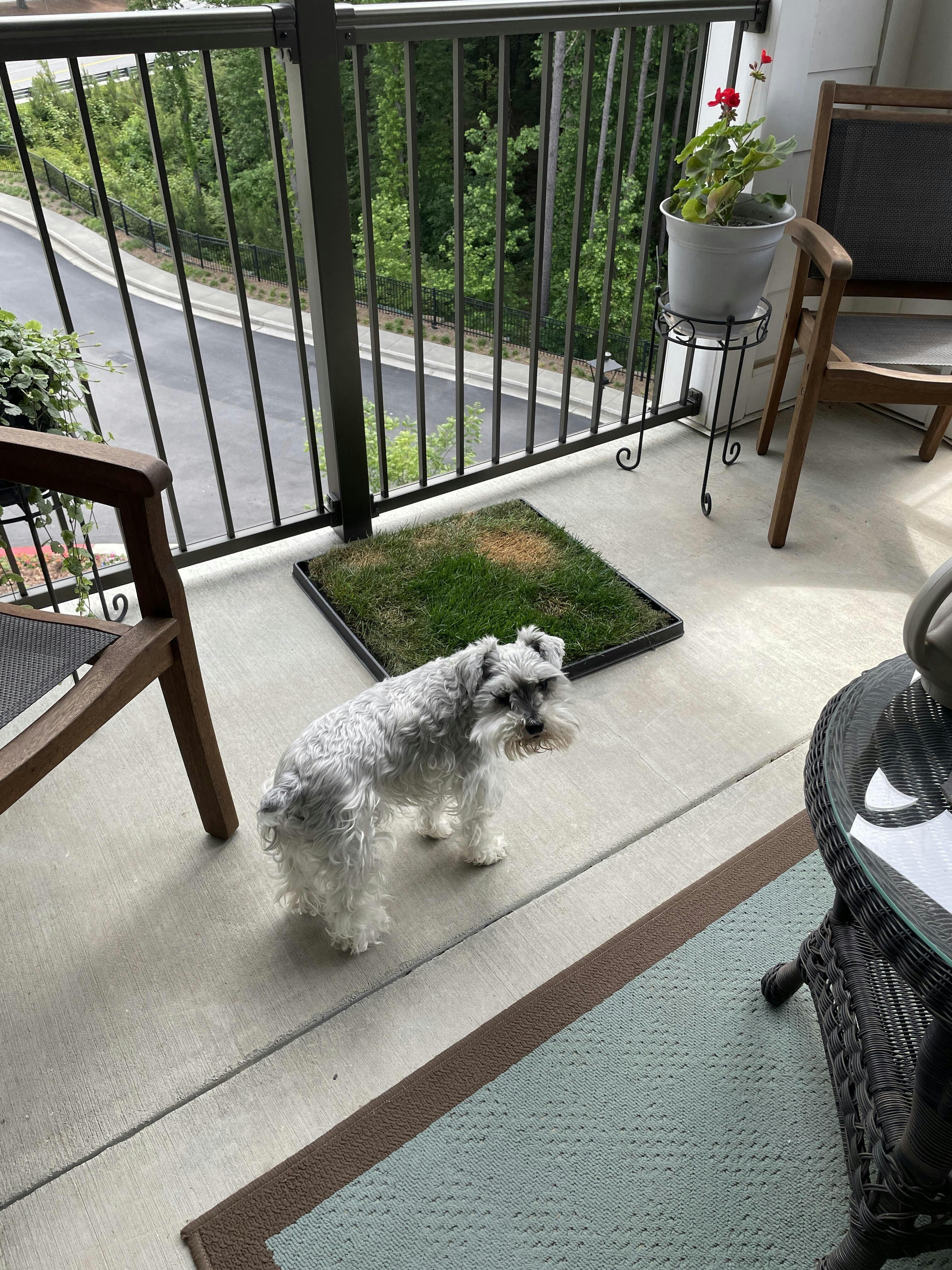 Fresh Patch Large - Dog Grass Pee Pad (Real Grass)