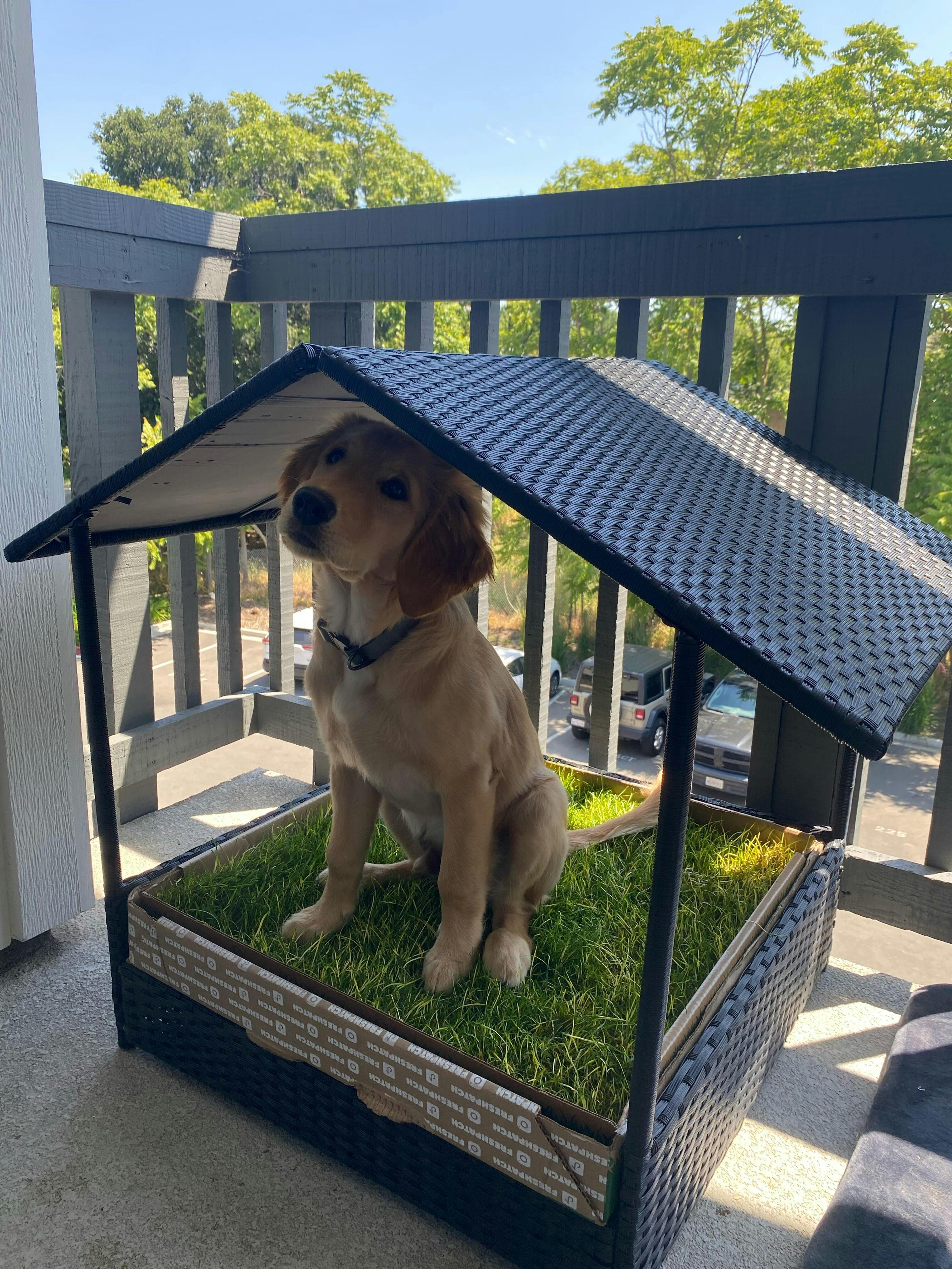 Fresh Patch Reviews - Check out who likes our Doggie Grass Pads