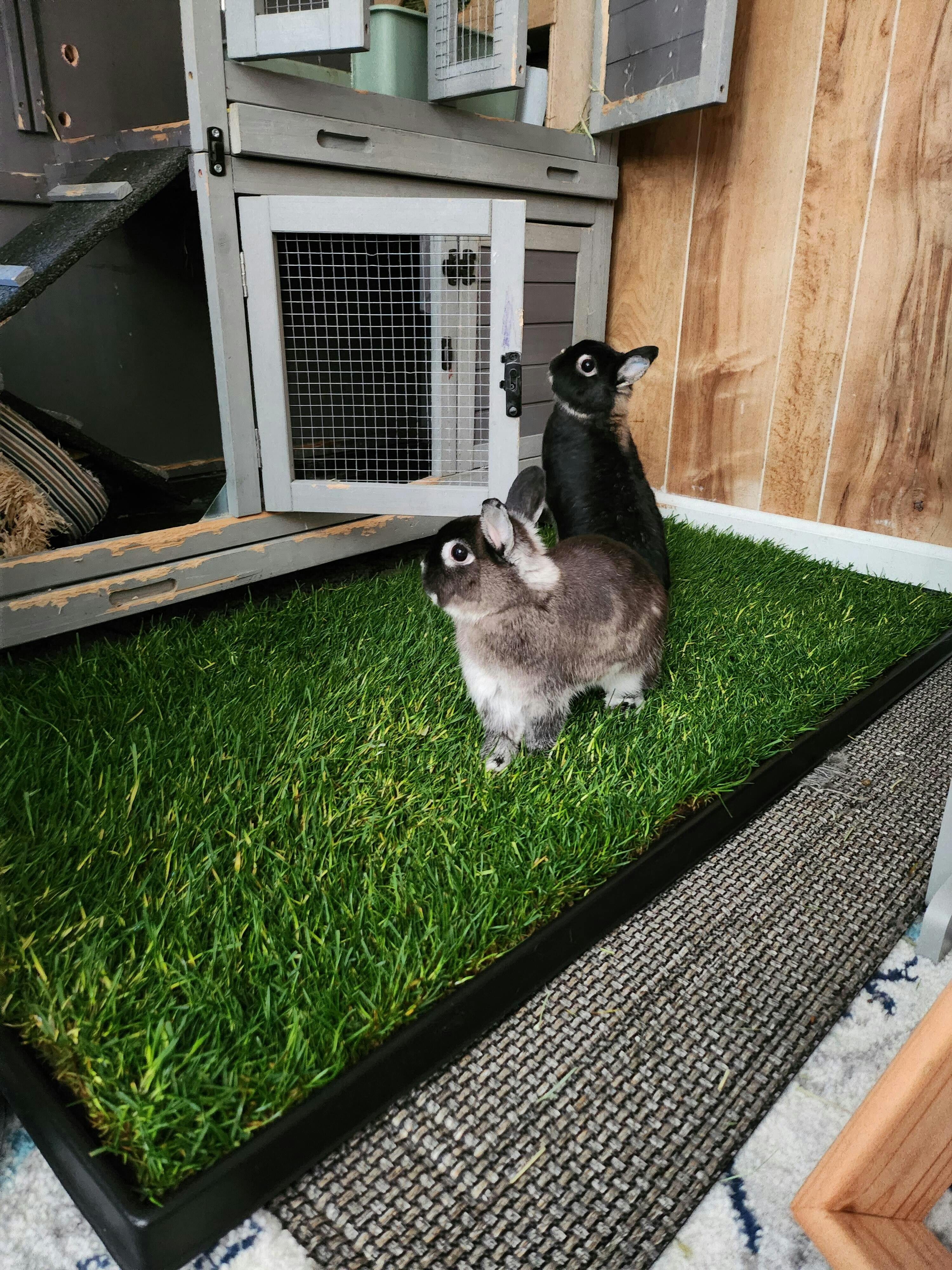 Fresh Patch Reviews - Check out who likes our Doggie Grass Pads