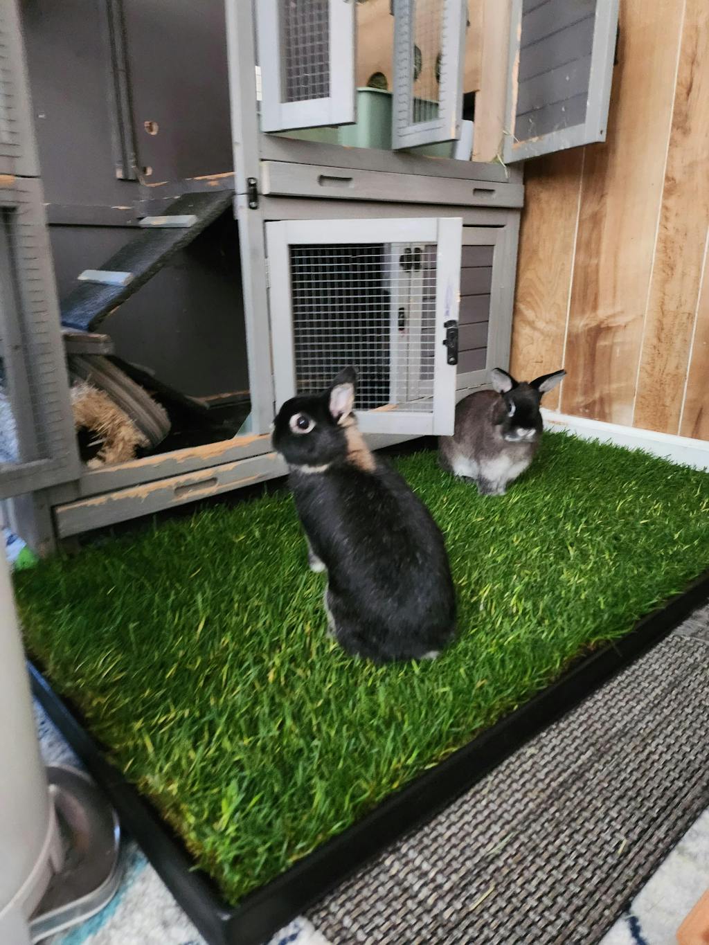 Fresh Patch Reviews - Check out who likes our Doggie Grass Pads