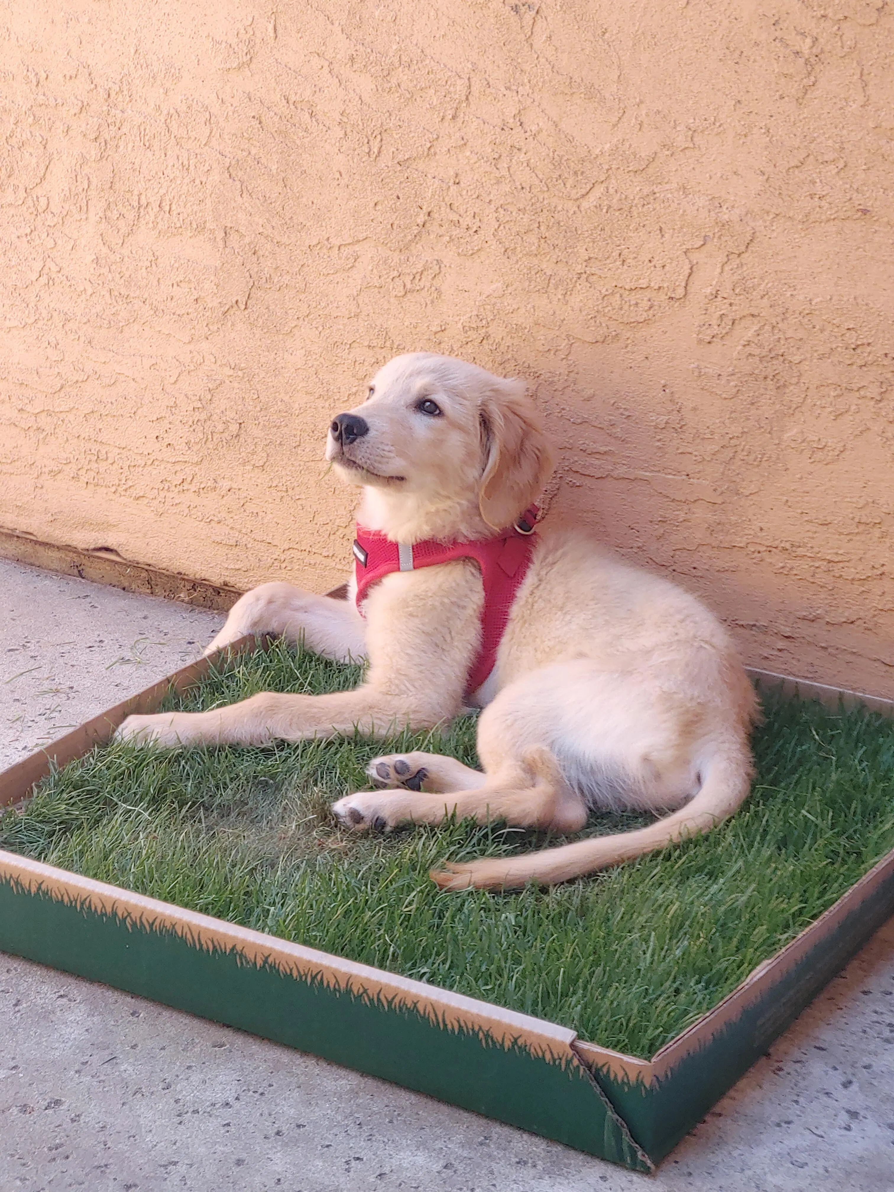 Fresh Patch Large - Dog Grass Pee Pad (Real Grass)