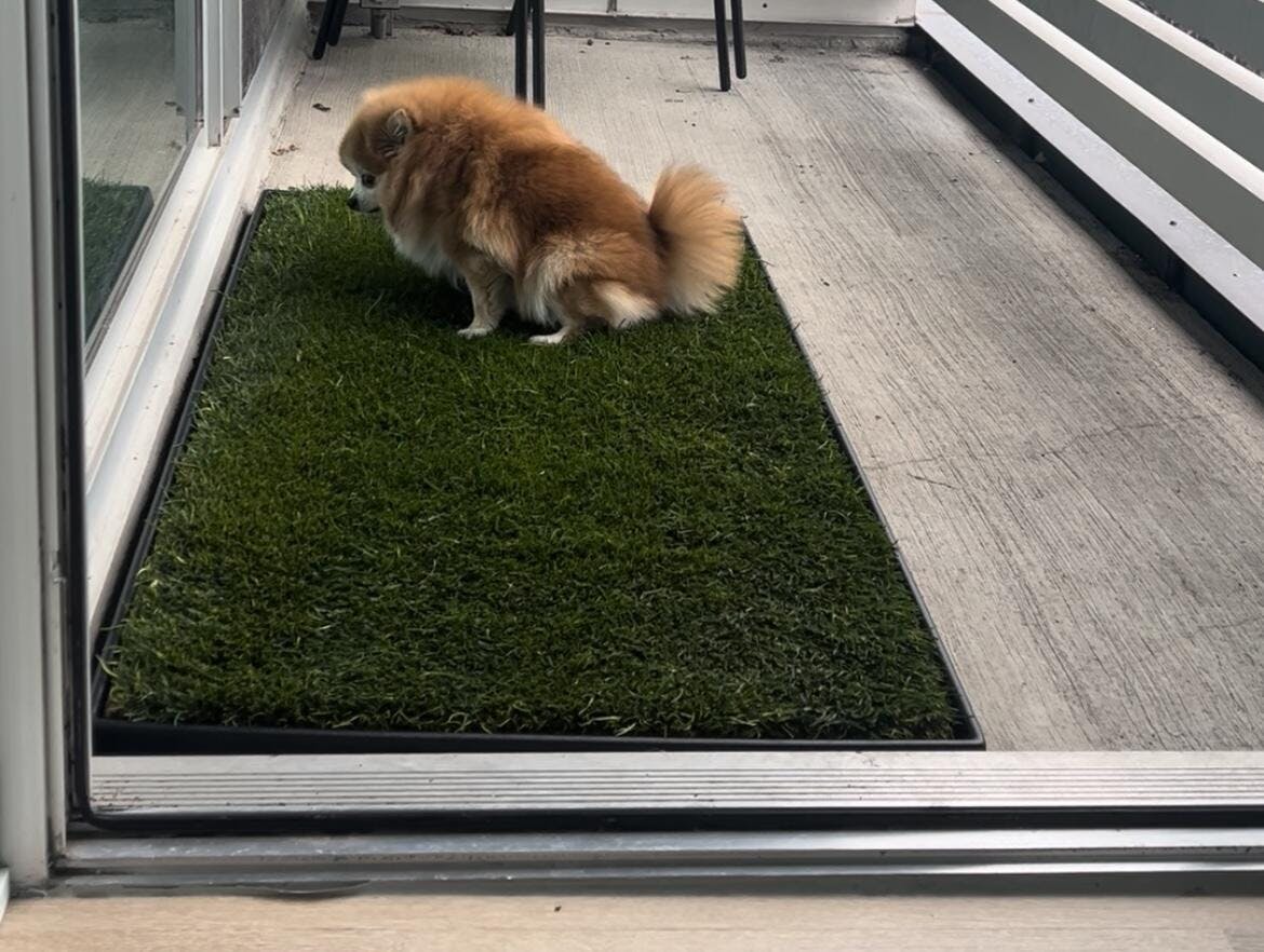 Fresh Patch Puppy Grass Pads Pack