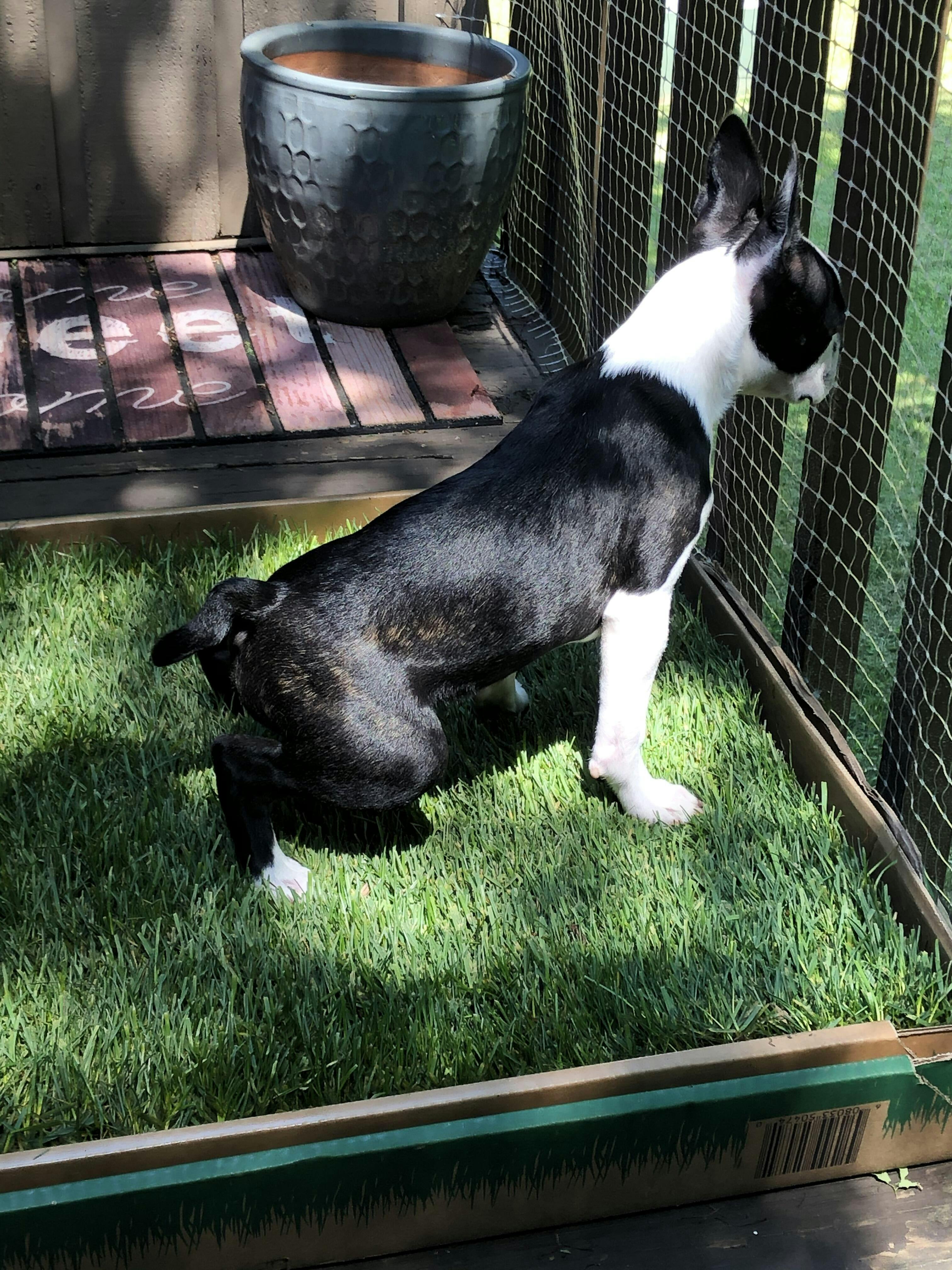 Fresh Patch Reviews - Check out who likes our Doggie Grass Pads