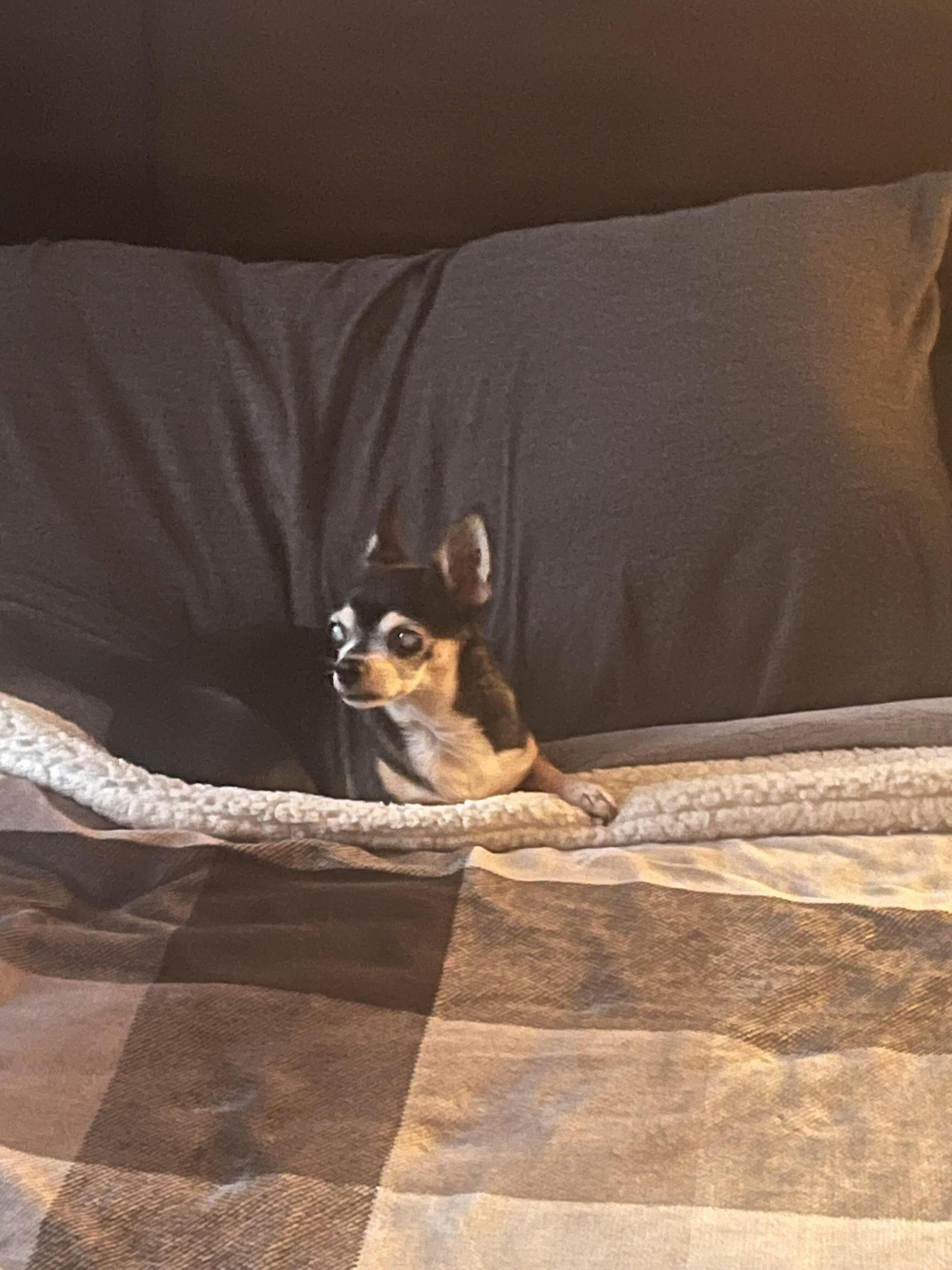 Fresh Patch Reviews - Check out who likes our Doggie Grass Pads