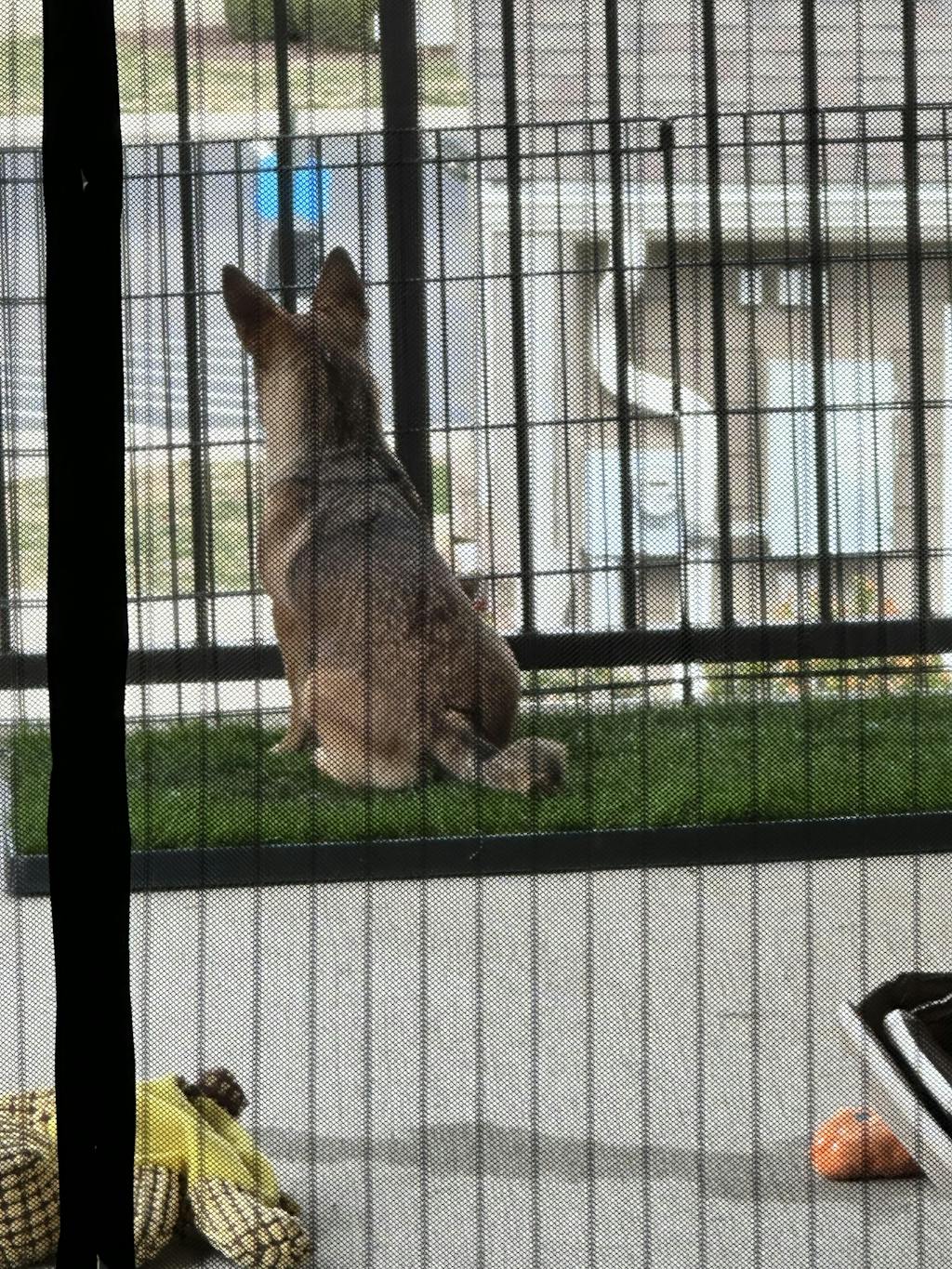 Fresh Patch Reviews - Check out who likes our Doggie Grass Pads