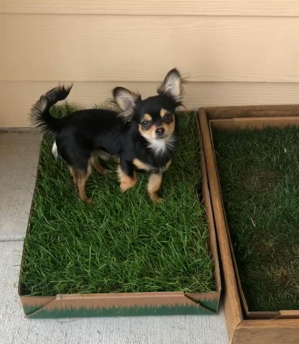 Fresh Patch Large - Dog Grass Pee Pad (Real Grass)